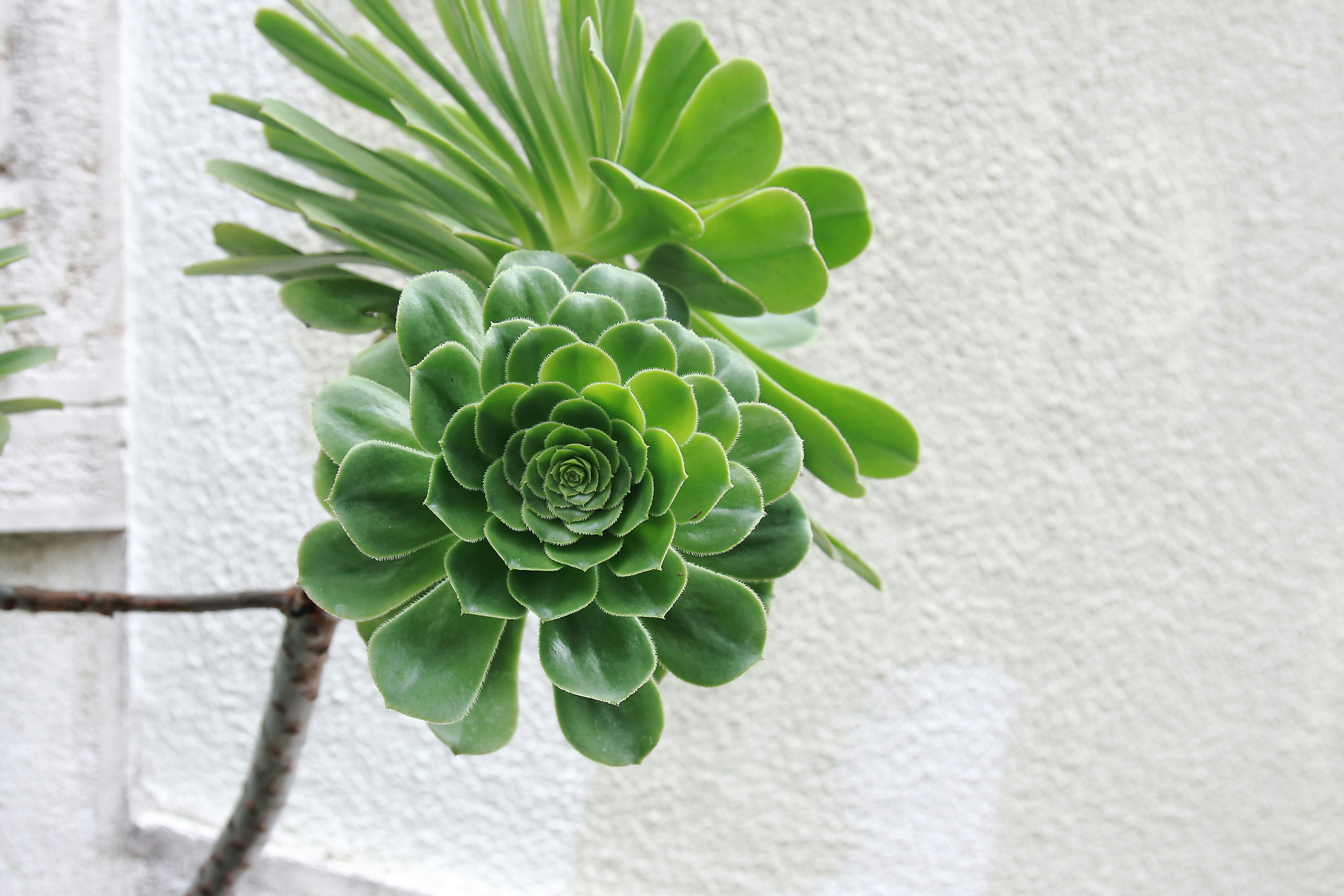 Rosette Against the Wall: Verdant Geometry in Quiet Light