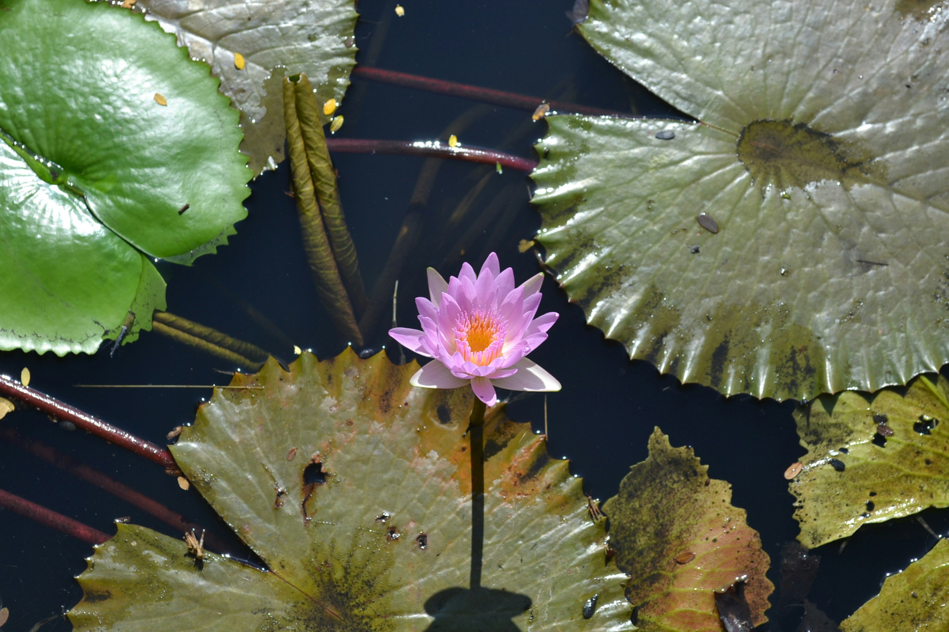 A delicate pink water lily blooms gracefully above a backdrop of expansive lily pads, showcasing nature's tranquility.