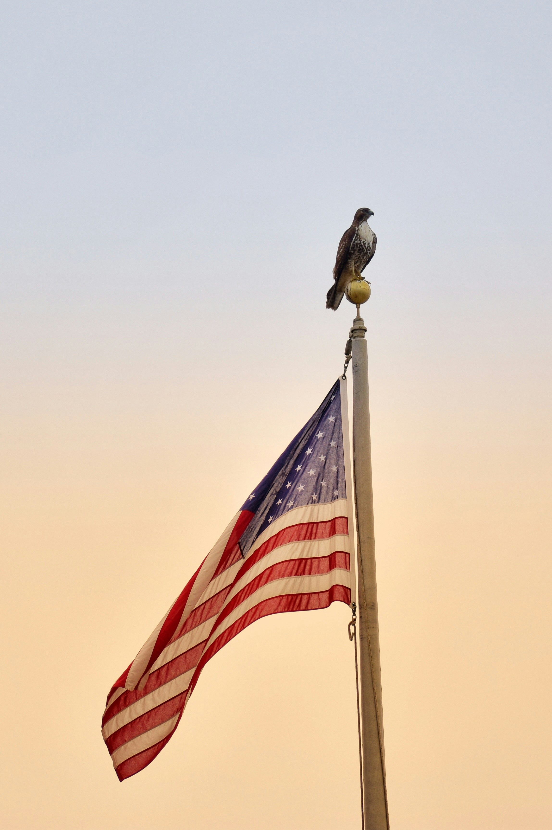 A hawk perched atop a flagpole, overlooking a waving American flag against a soft gradient sky. 