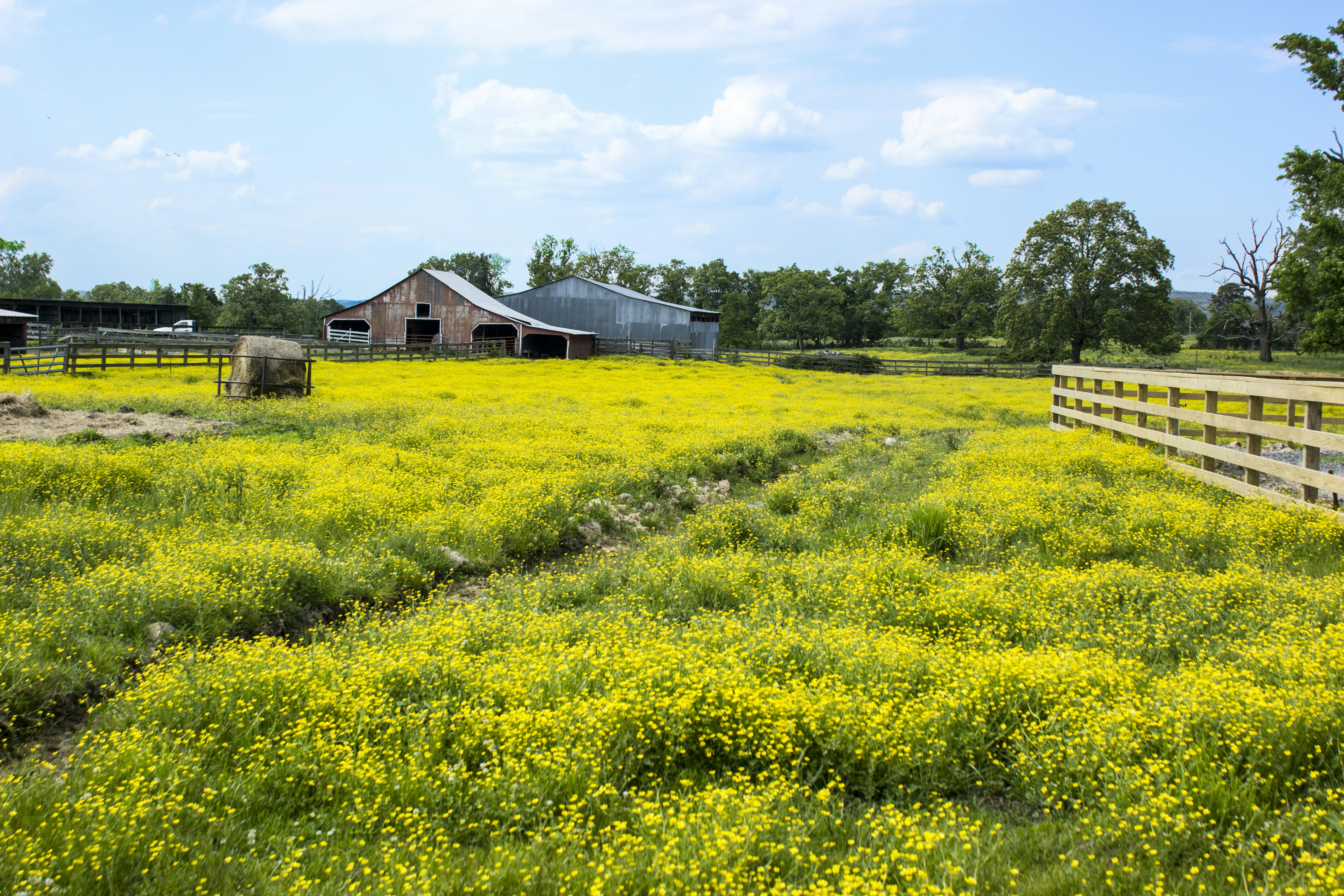 Imagen gratuita Campo en Unsplash