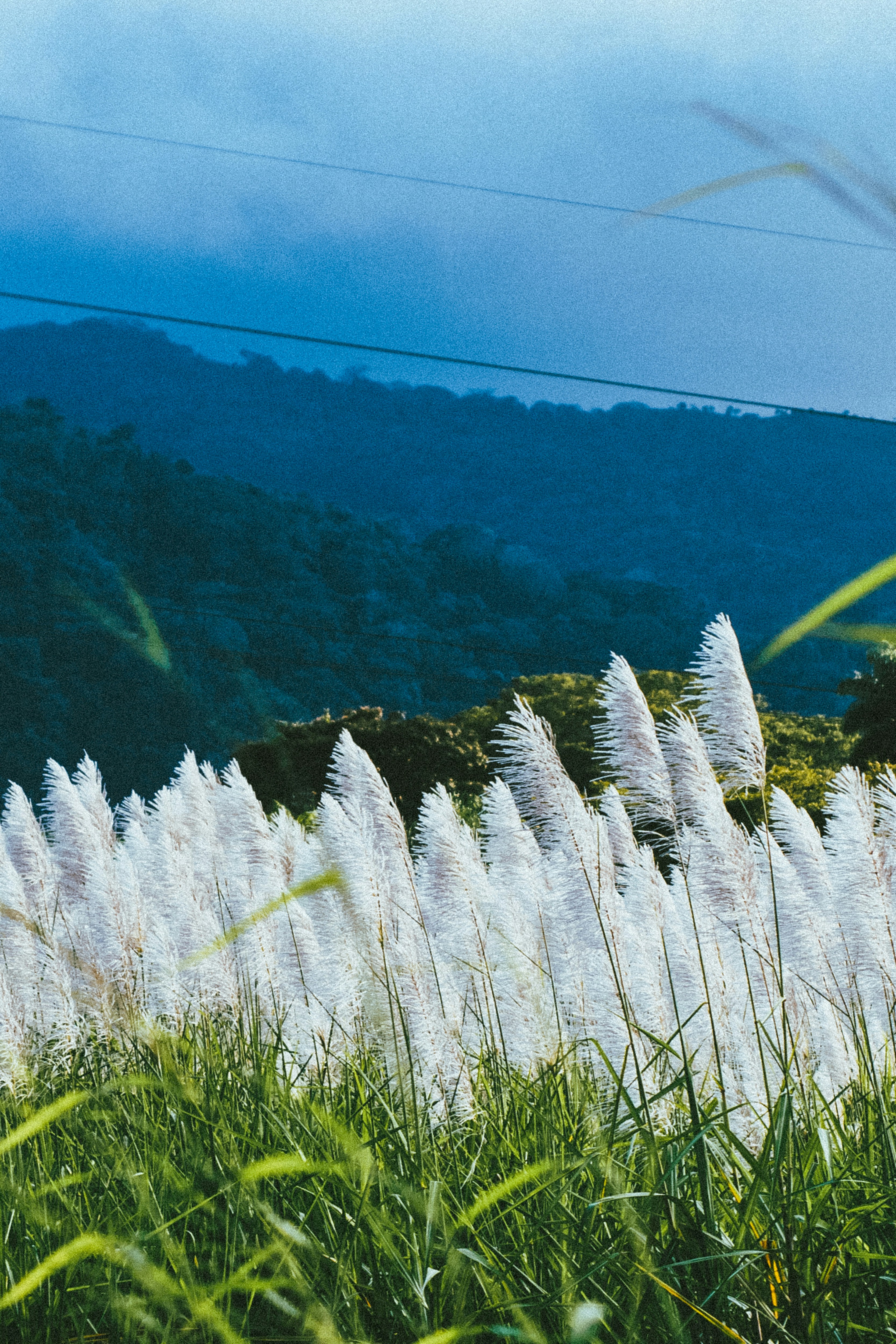 Pampas Spearheads Against a Quiet Blue Horizon