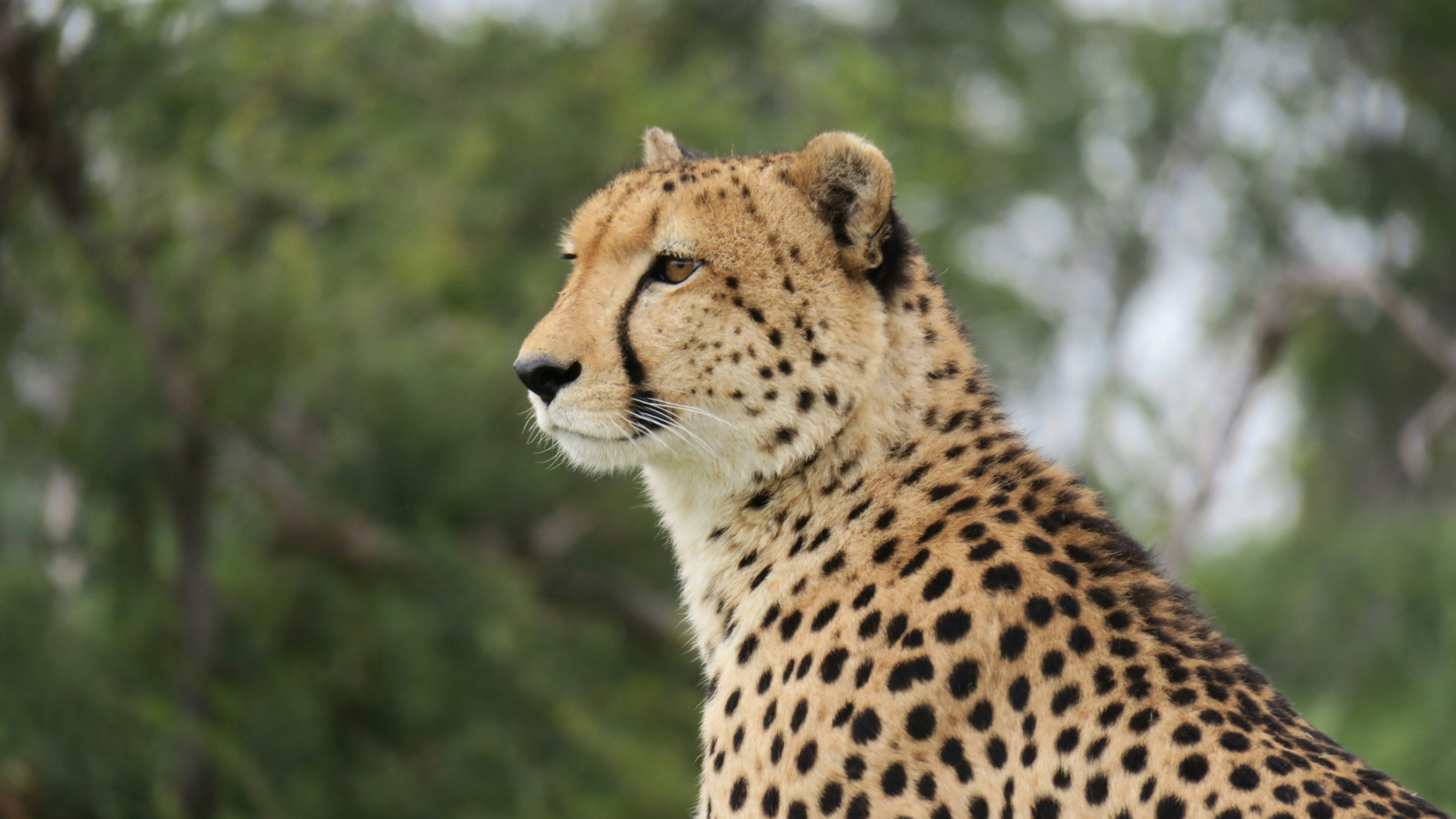 Adult cheetah near trees photo – Free Animal Image on Unsplash