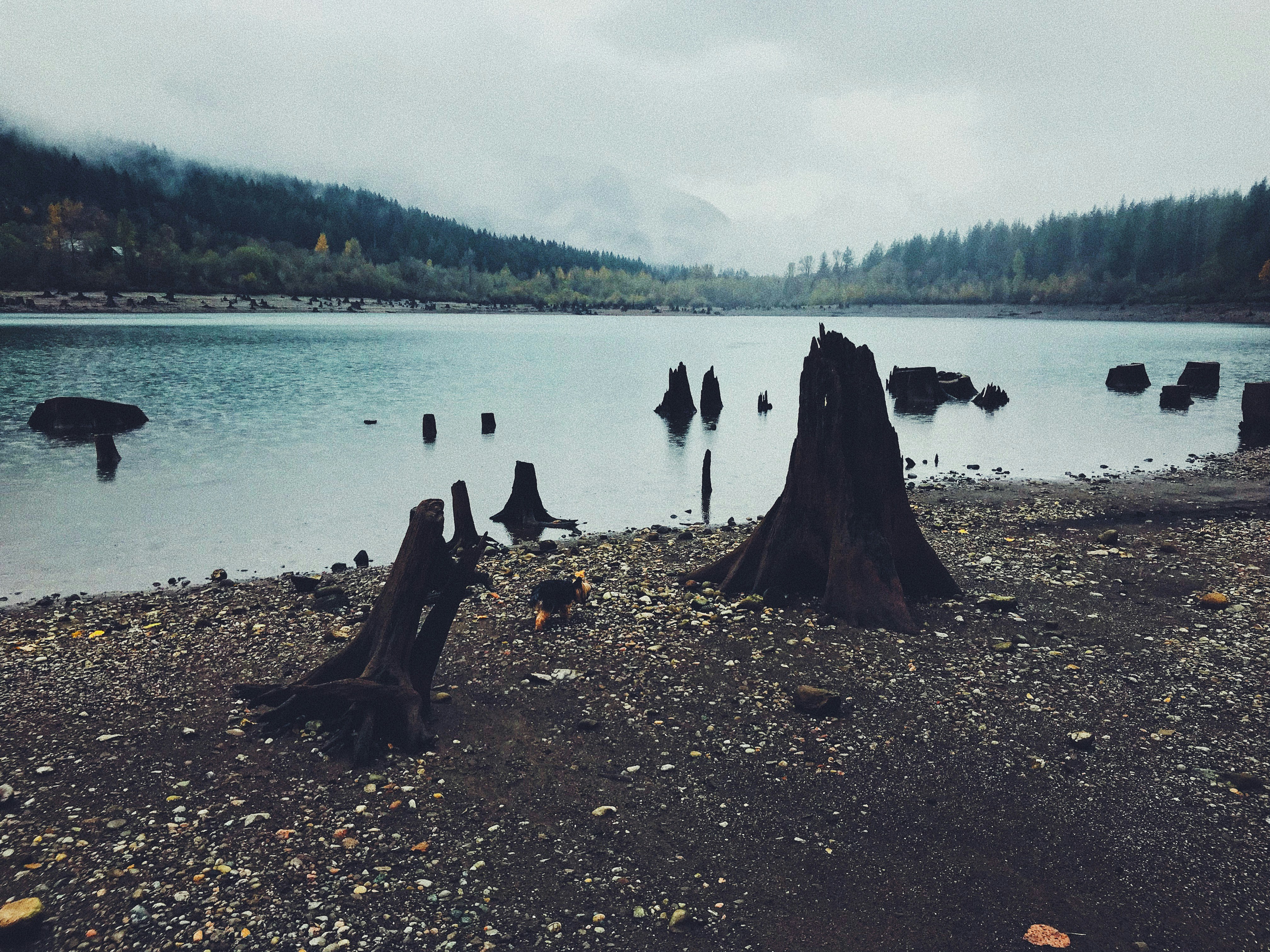 Weathered stumps rise from the tranquil waters of a misty lake, surrounded by a serene landscape of muted colors and distant mountains.