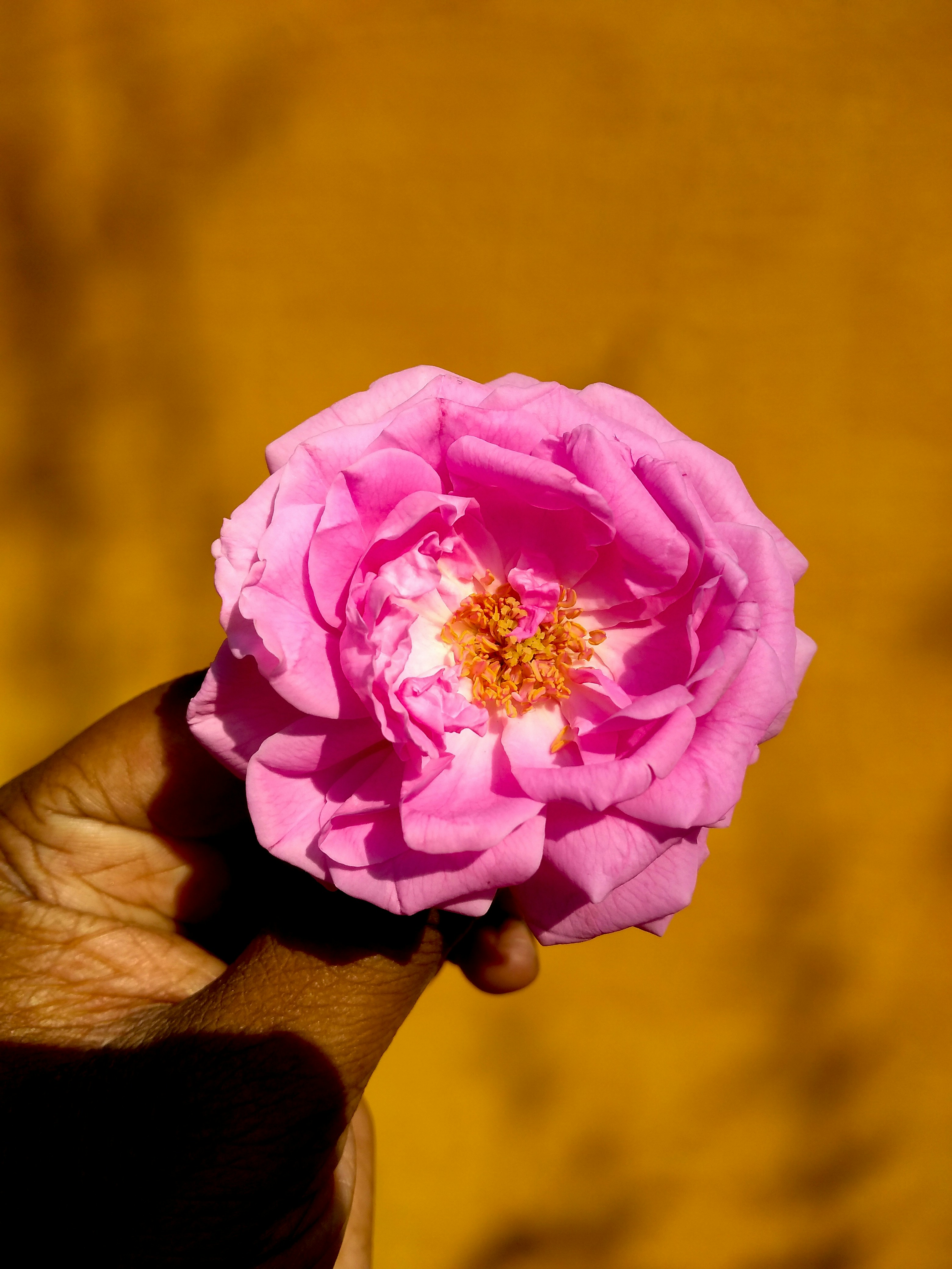 Vibrant pink rose held delicately in a hand against a warm, textured background. The flower's intricate petals and rich colors stand out beautifully.