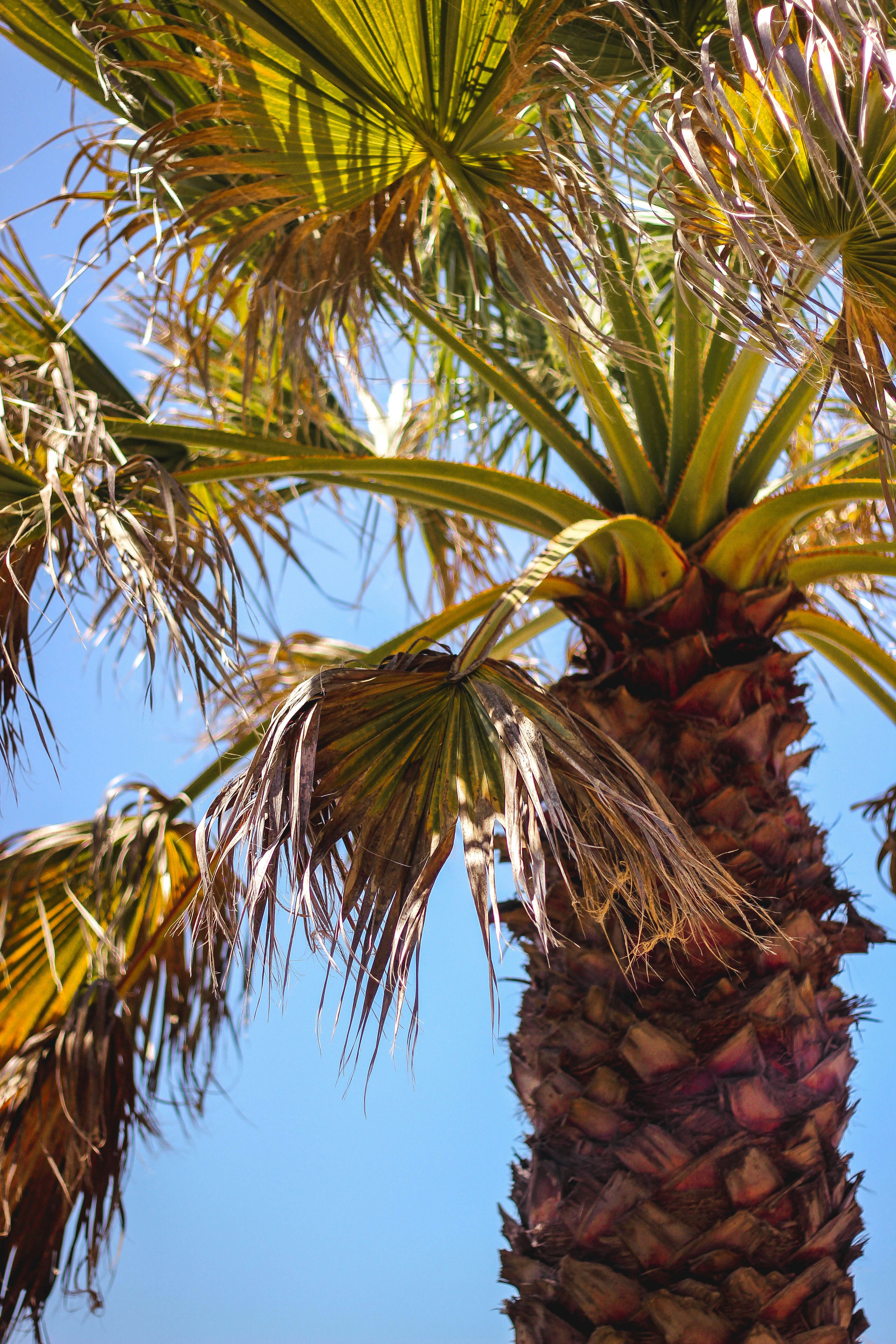 Tall palm tree with vibrant green fronds against a bright blue sky.