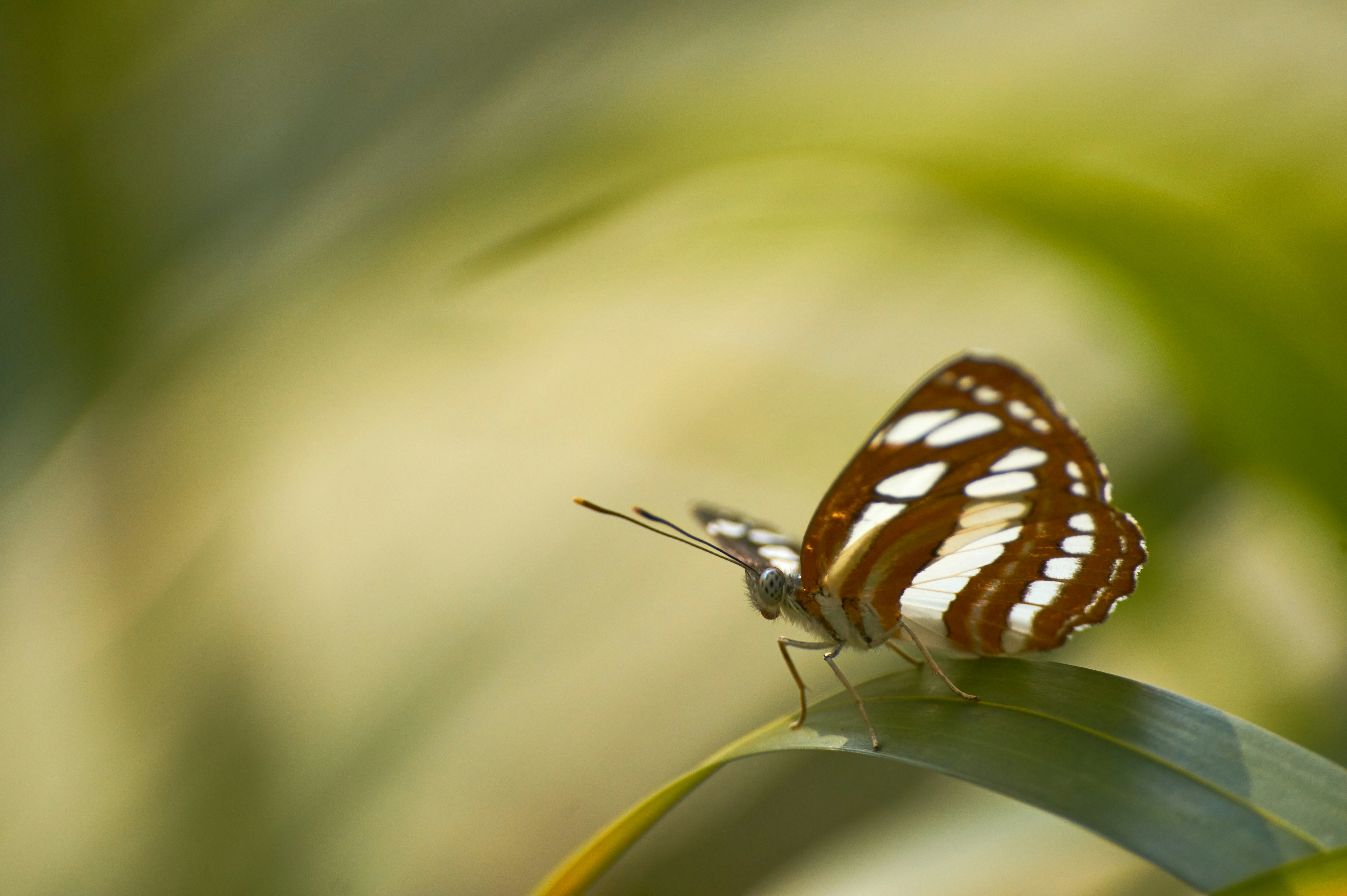 Brown and white butterfly perched on a curling leaf with a soft green-yellow bokeh background.
