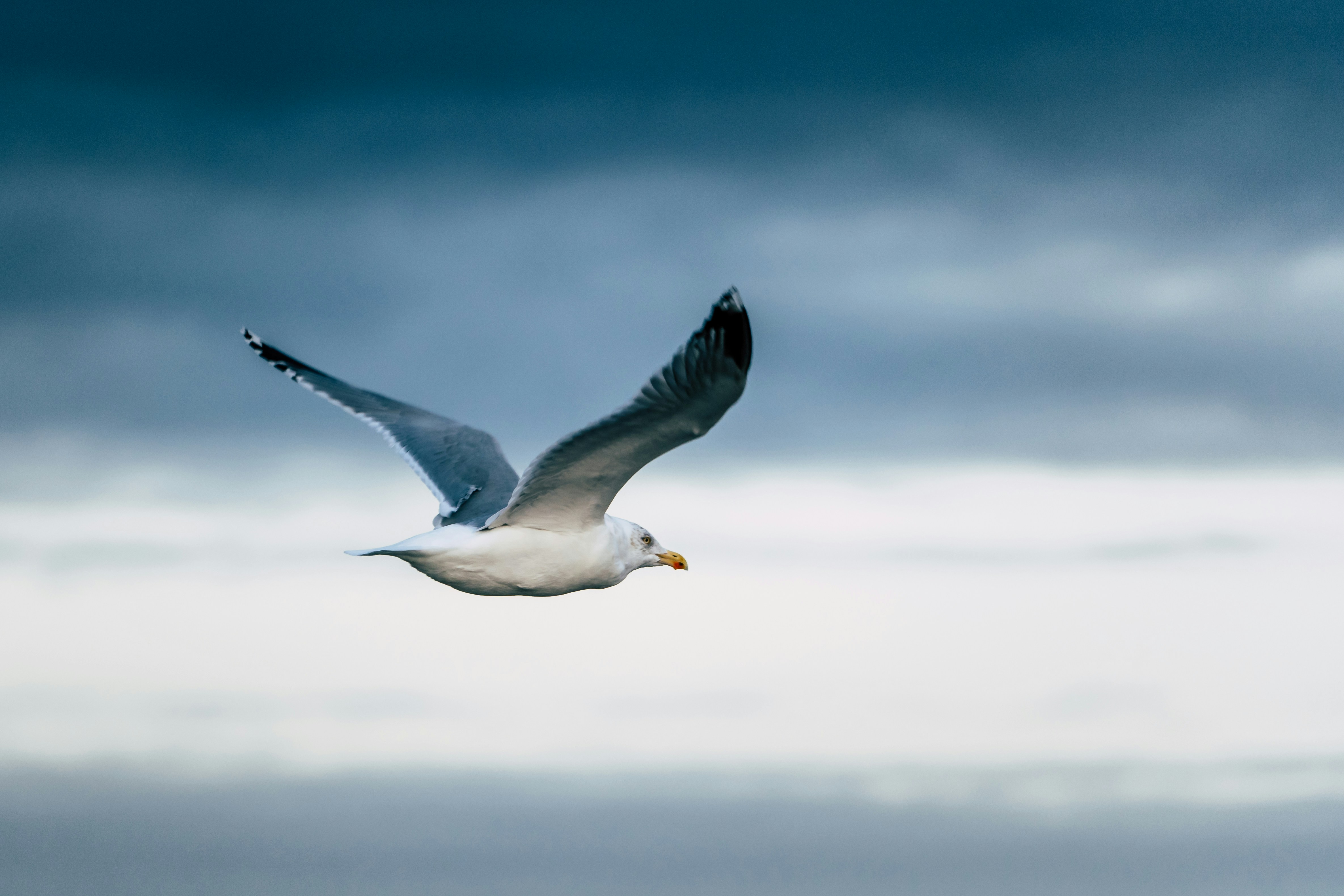 White bird flying during daytime photo – Free Seagull Image on Unsplash