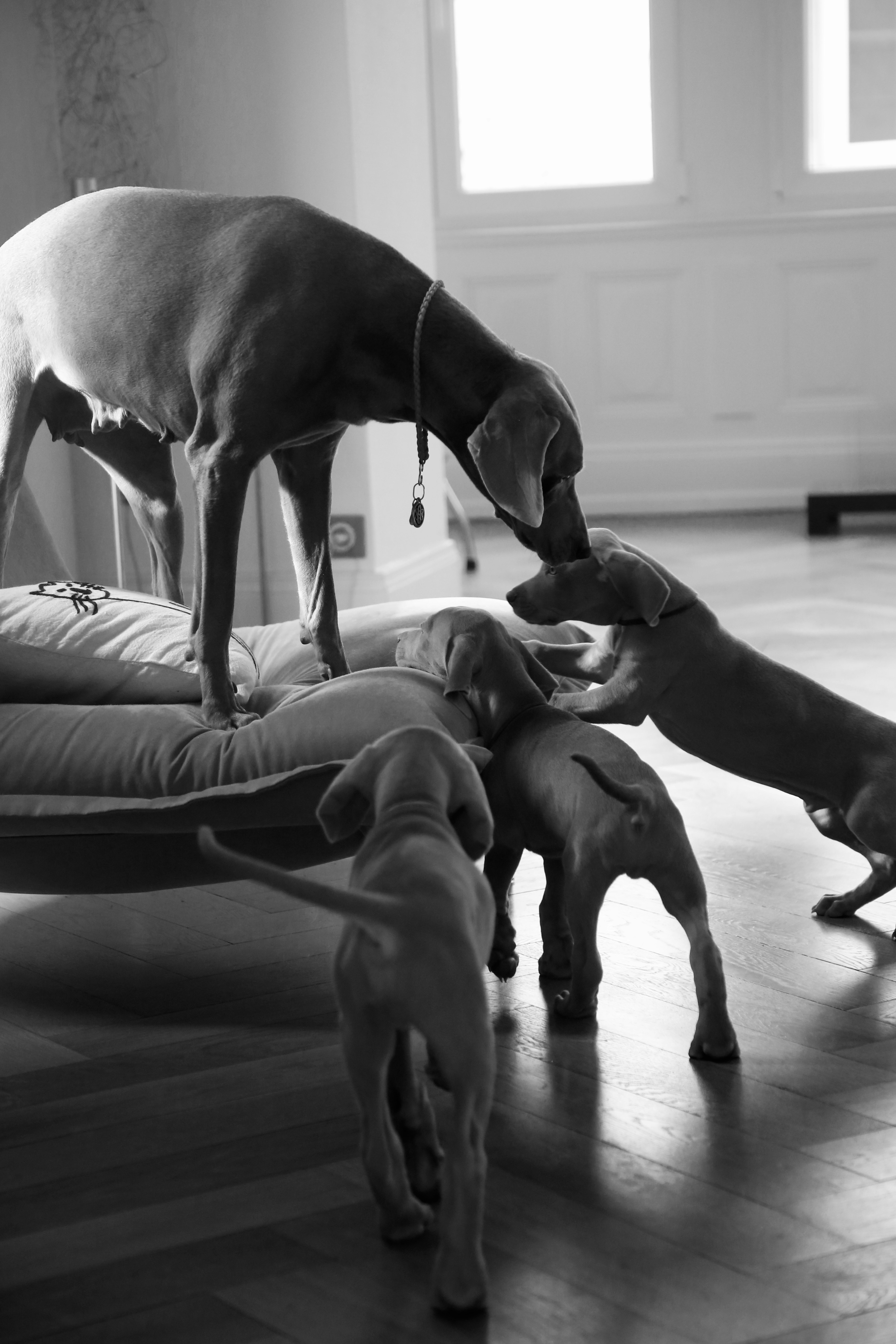 Grayscale photo of dog and puppies photo – Free Grey Image on Unsplash