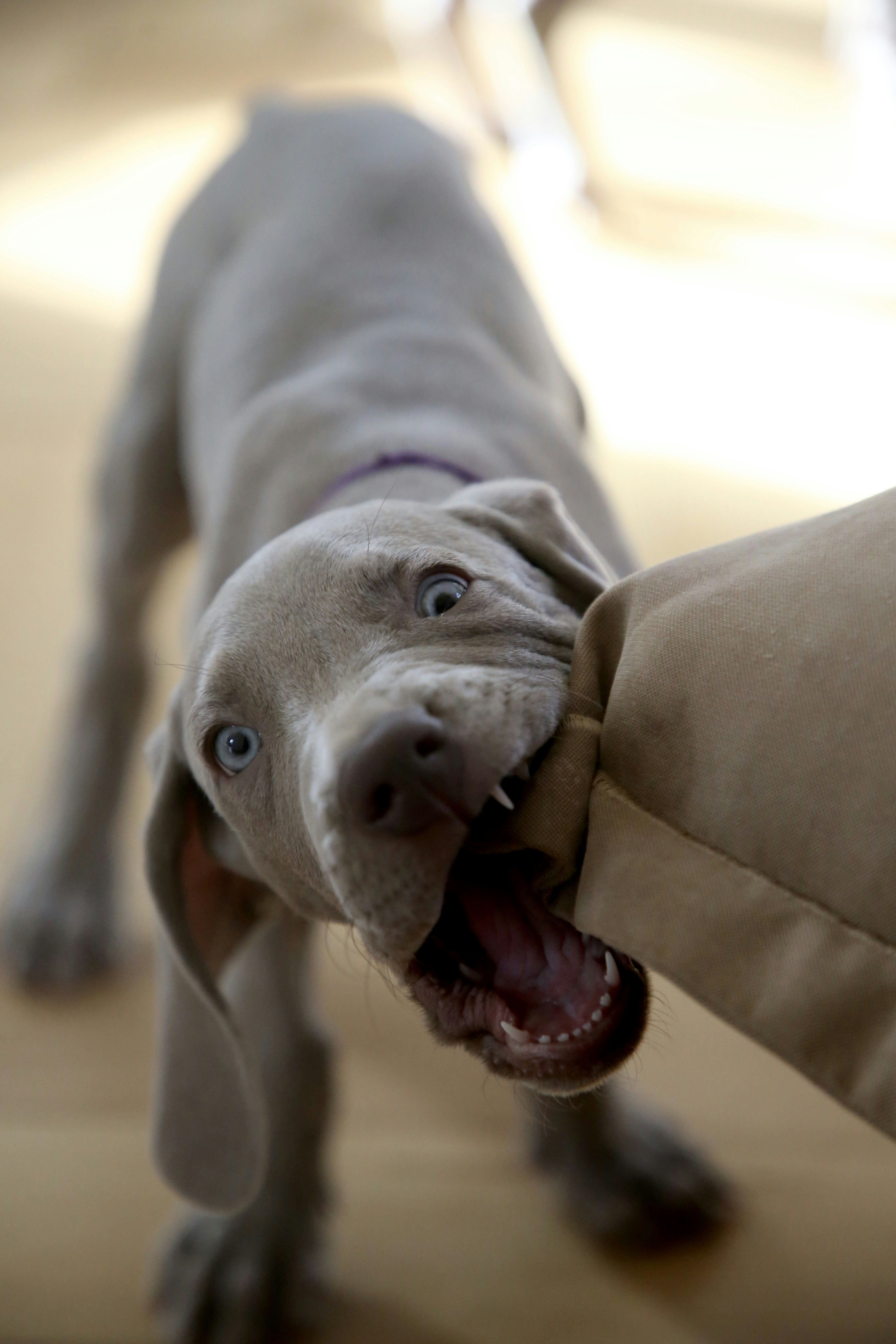 Wide-eyed Pup Tackles a Cushioned Challenge