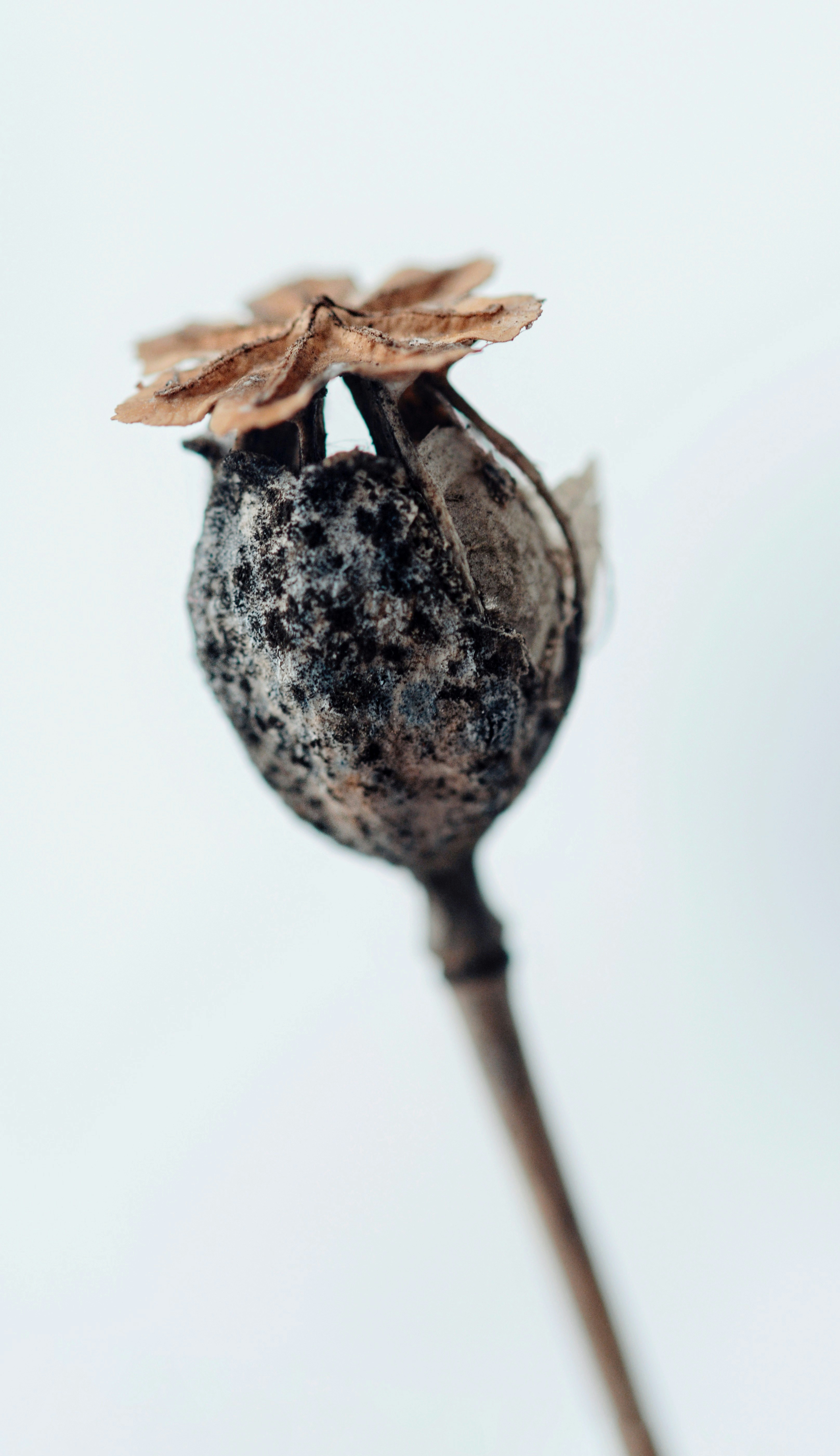 Dried seed pod with intricate star-shaped cap resting against a soft white background.