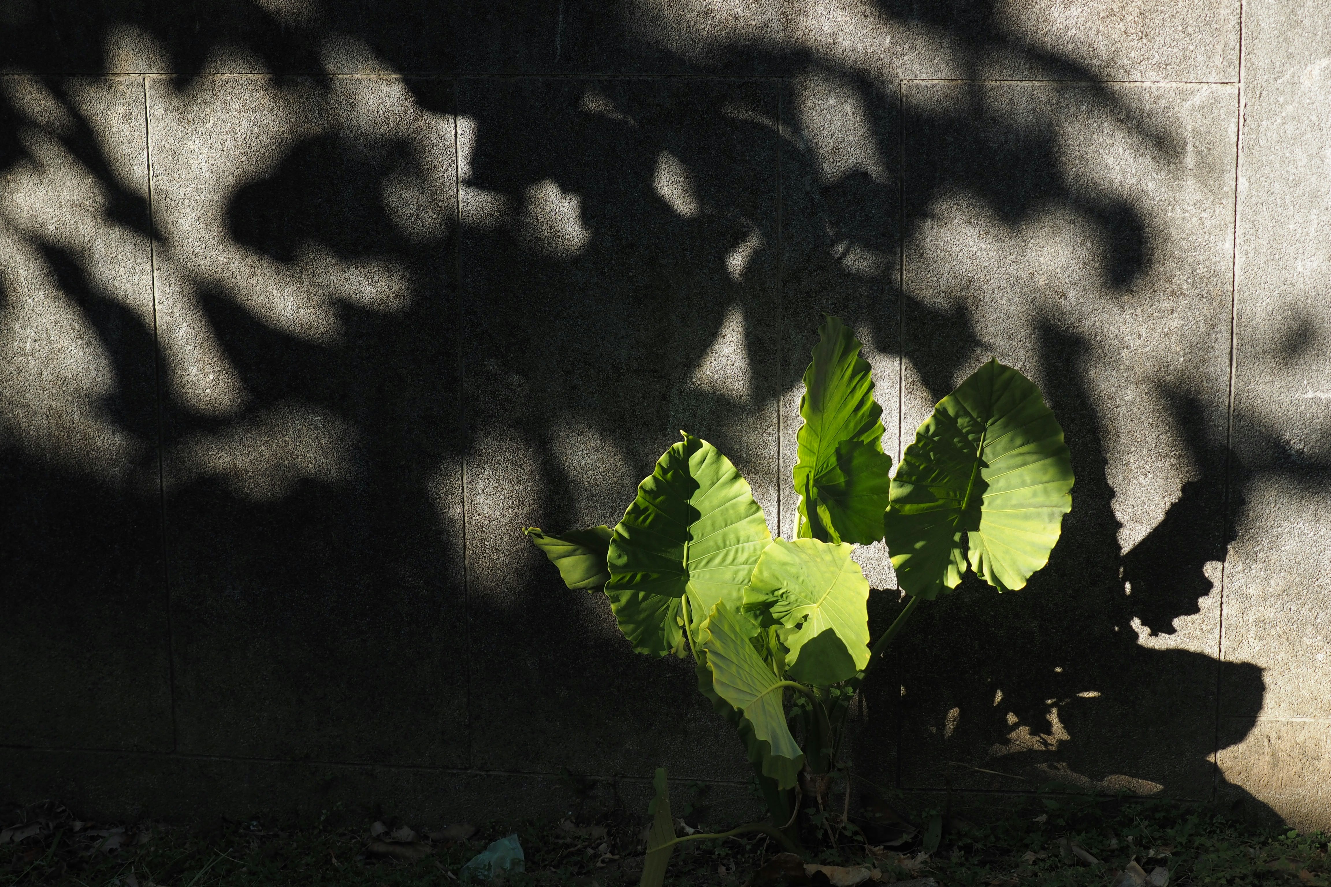 Lone Green Sprout Framing Light Against a Shadowed Wall
