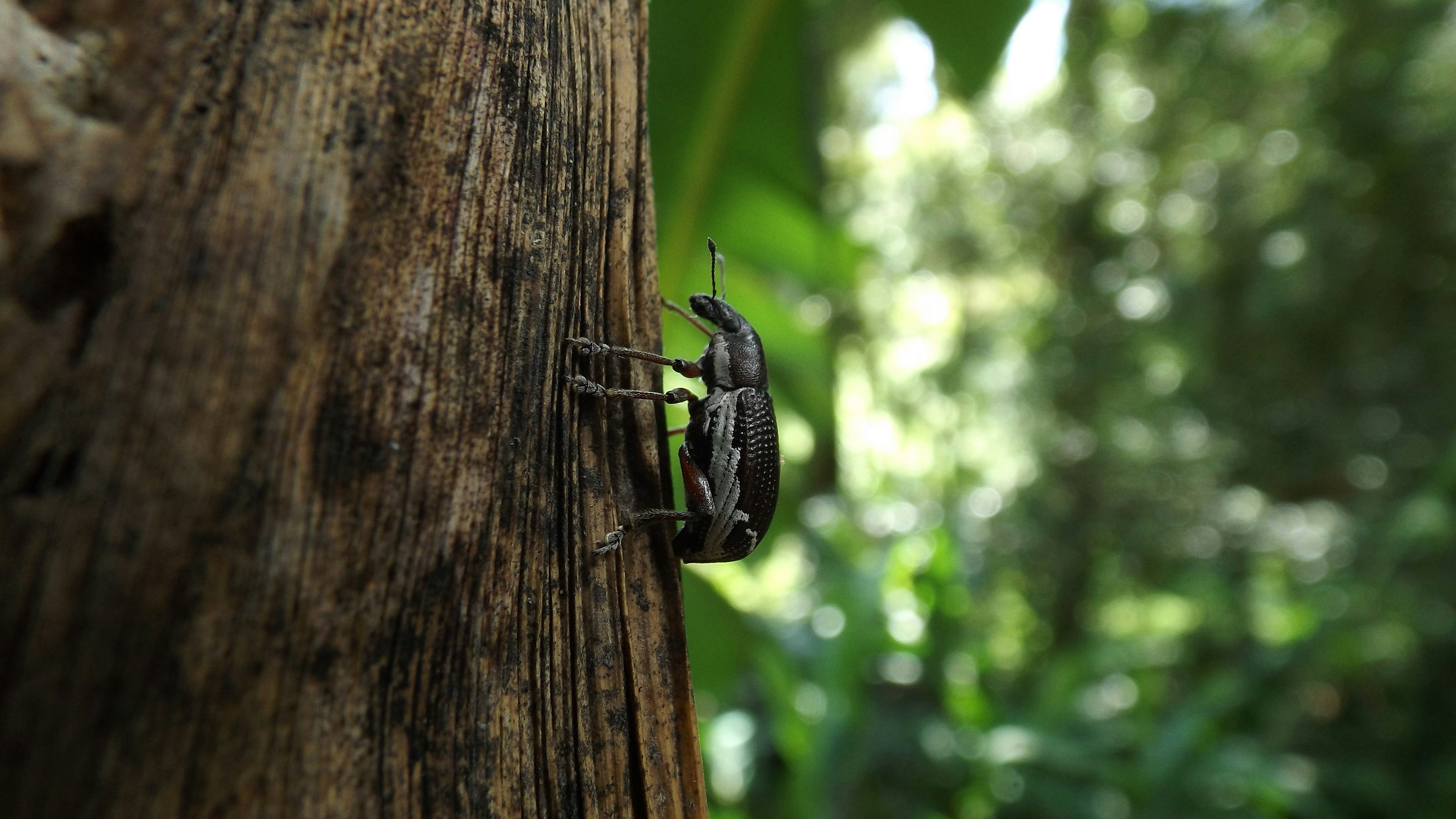 Beetle on Weathered Bark: Quiet Focus Amid Sunlit Foliage