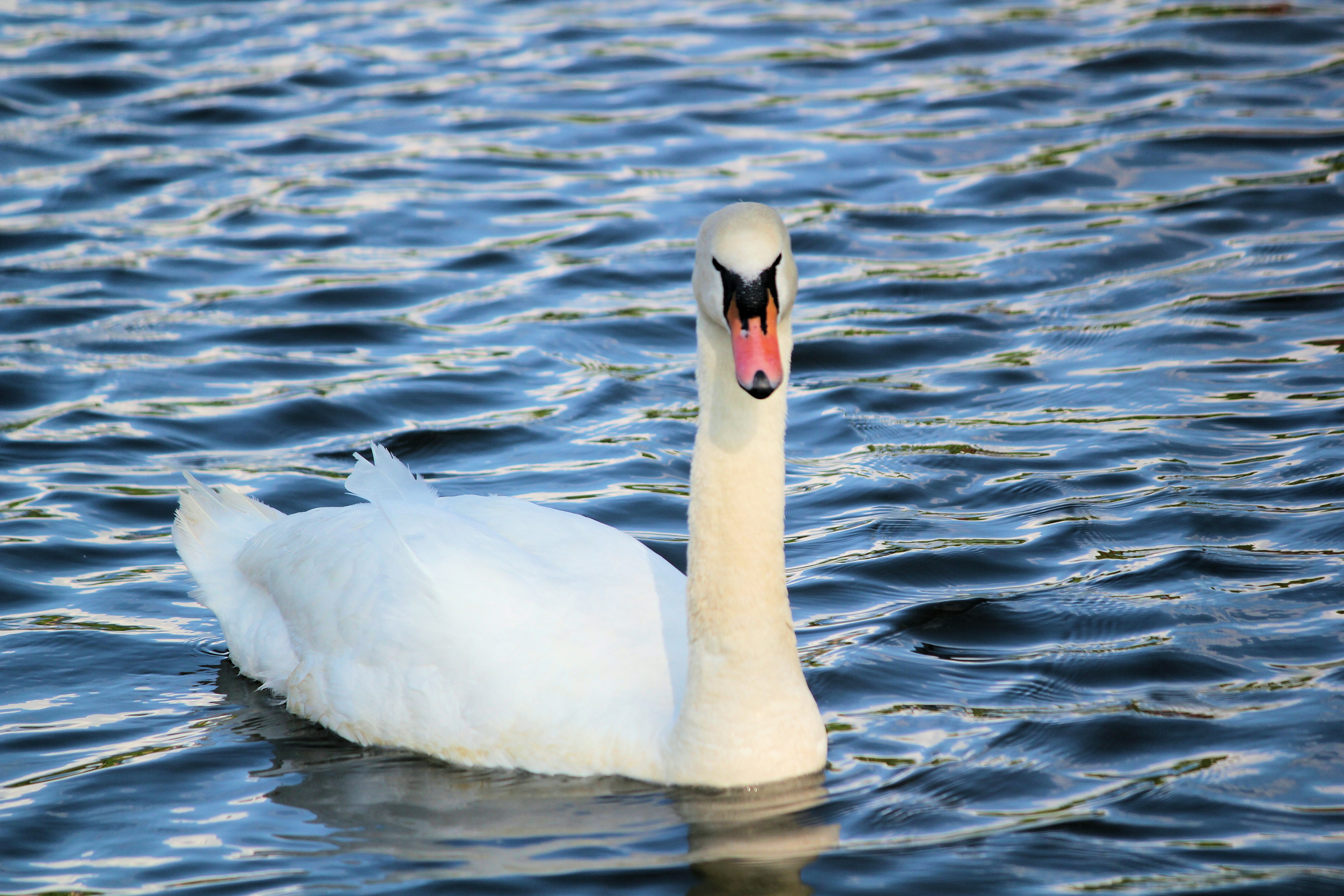 White goose floating on body of water photo – Free Prague Image on Unsplash