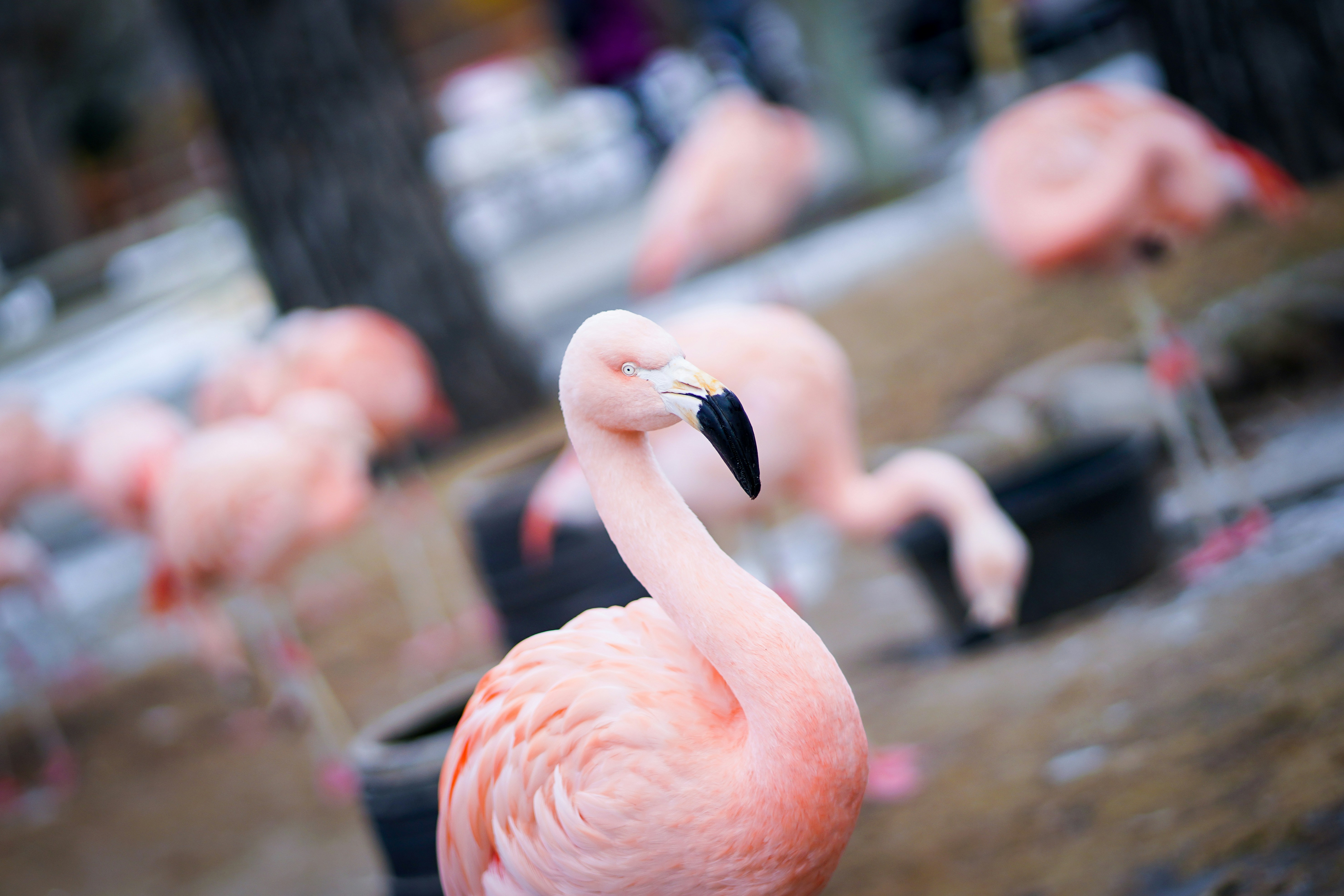 A close-up of a flamingo showcasing its graceful posture amidst a blurred background of fellow flamingos. The vibrant pink hues contrast beautifully with the earthy surroundings.
