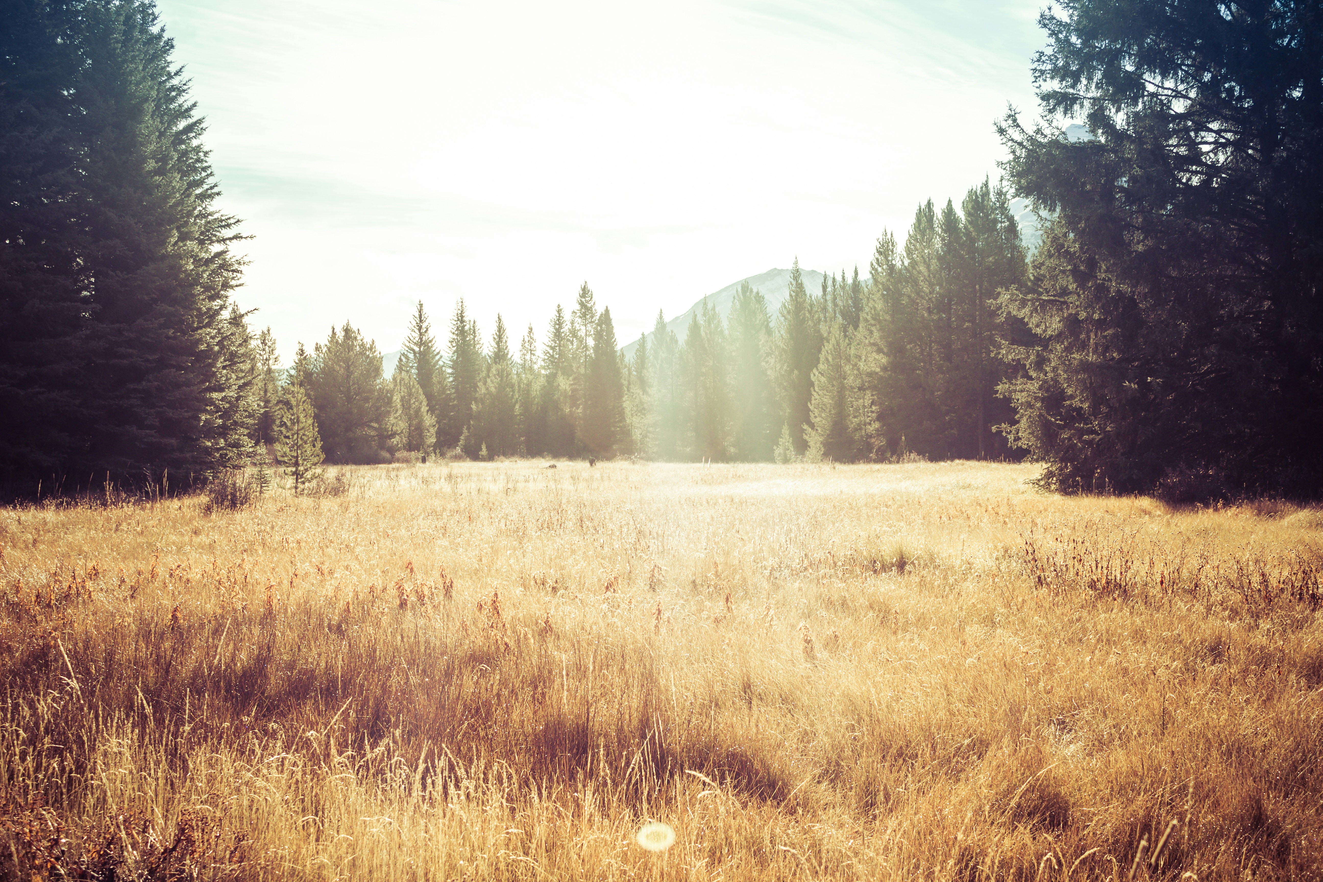 Golden Meadow at Dusk: Sunlit Clearing Between Pines