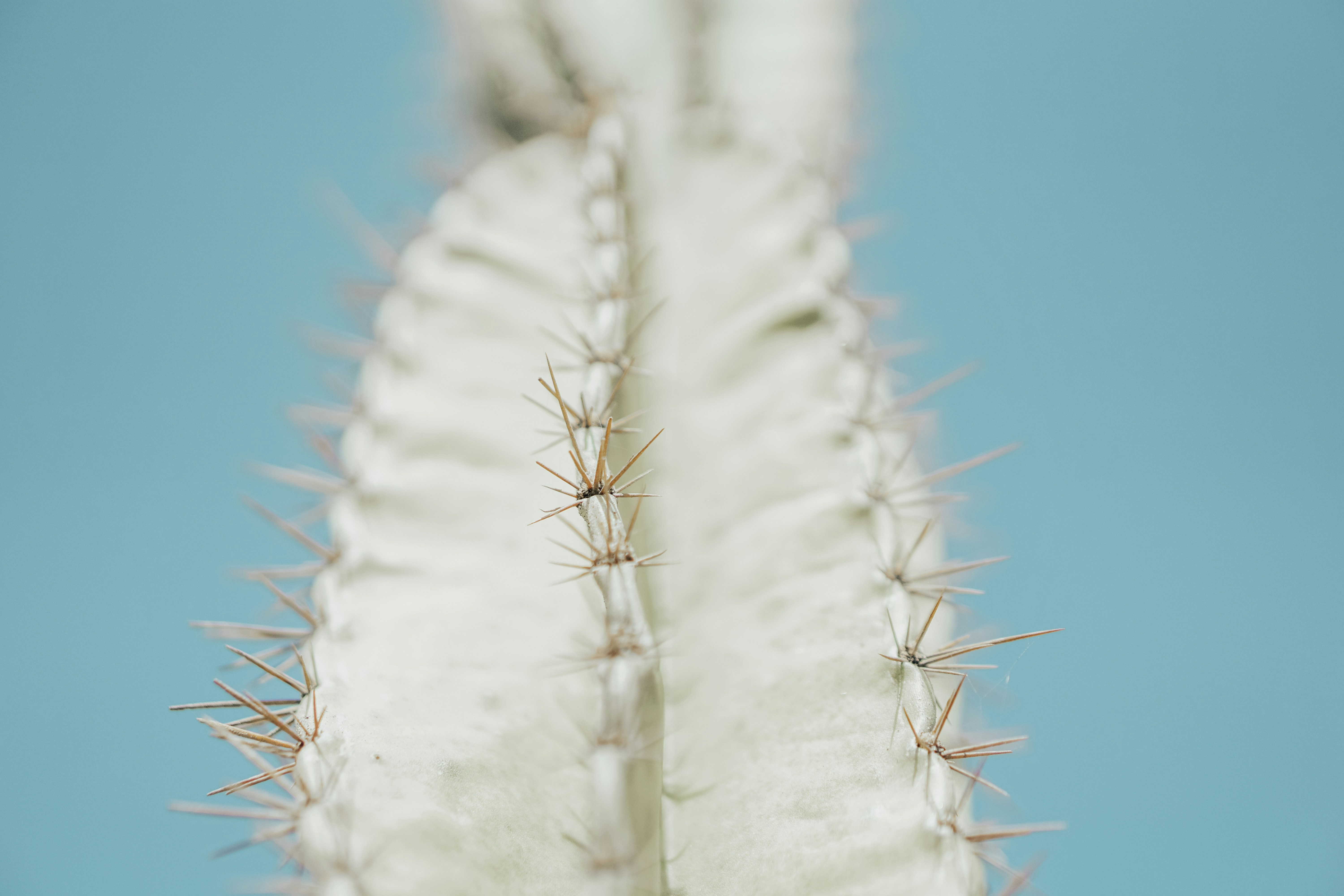 Close-up view of a cactus showcasing its intricate spines against a soft blue background.