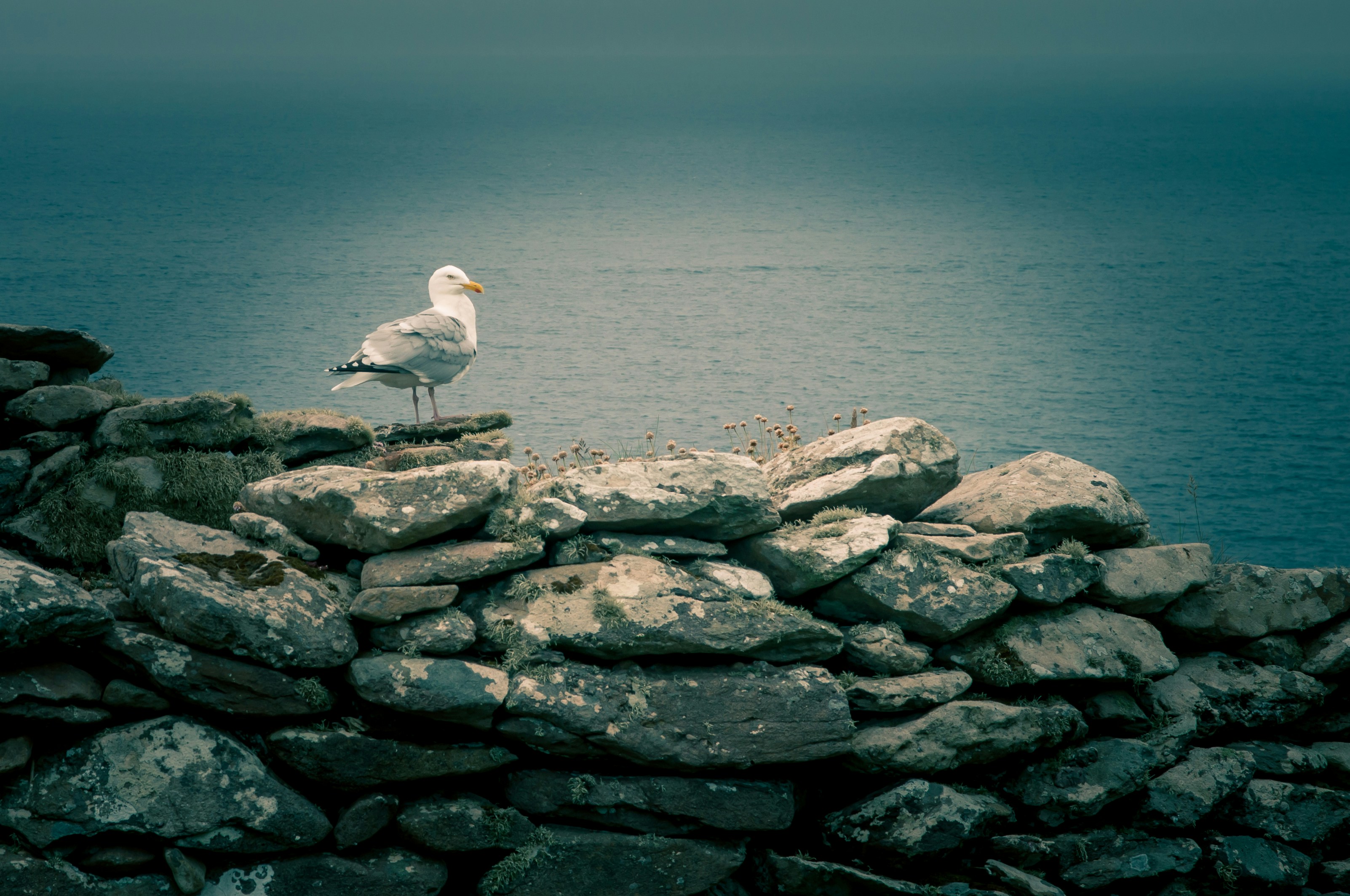 A solitary seagull perched on a stone wall overlooking a calm ocean, evoking a sense of tranquility and isolation.