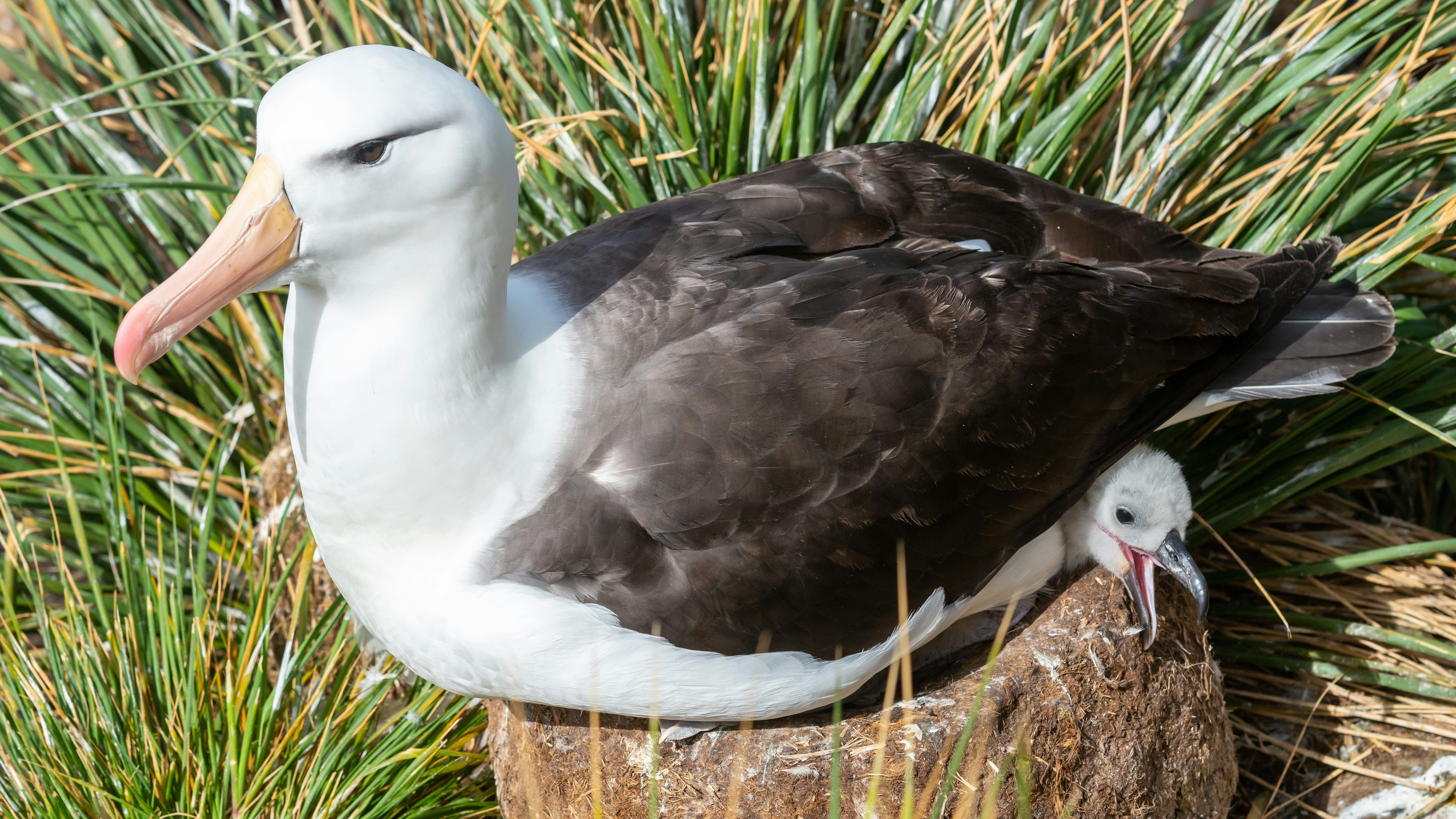 1000+ Albatross Pictures | Download Free Images on Unsplash