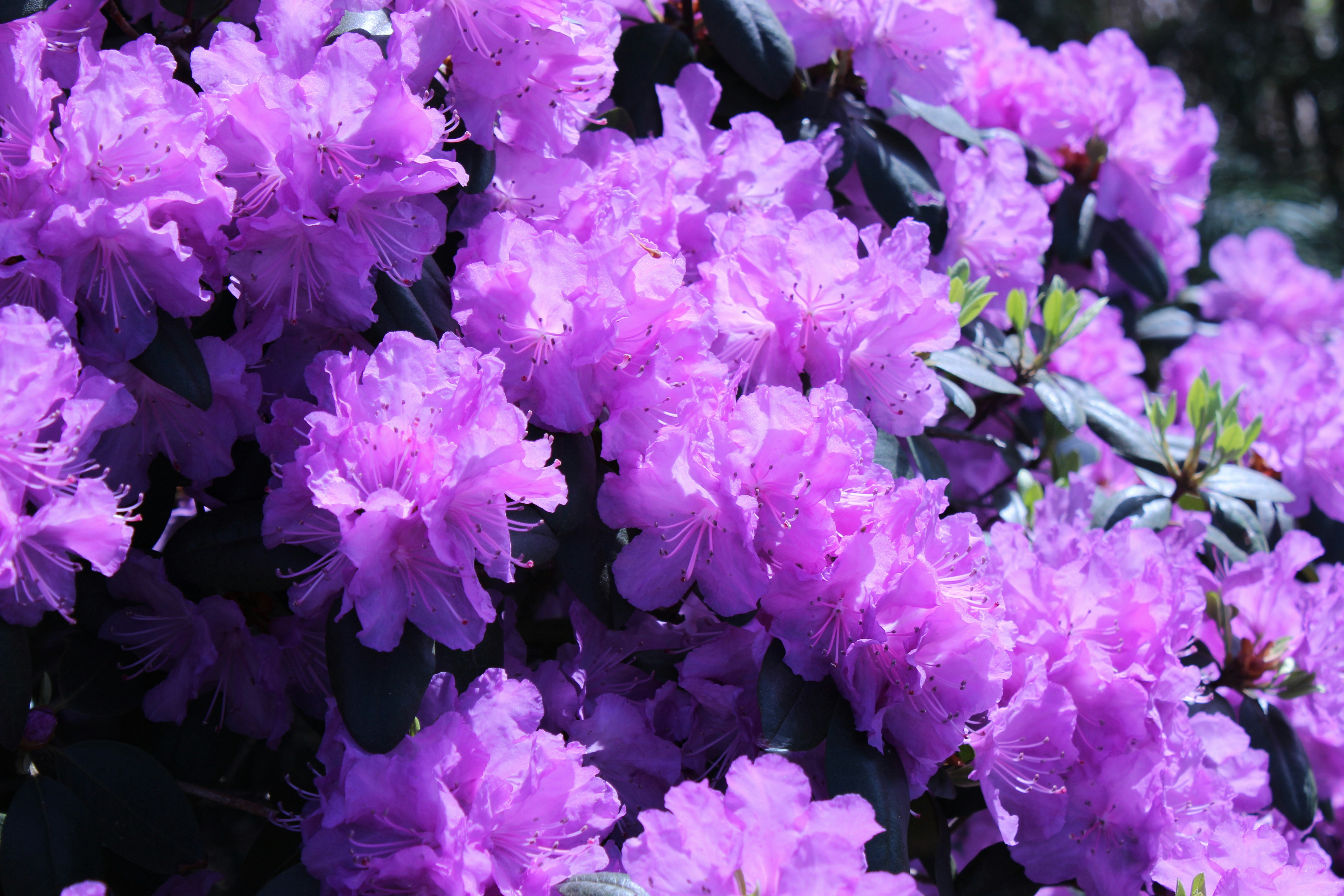 Abigail Williams (@abigailw540) | Unsplash Photo Community