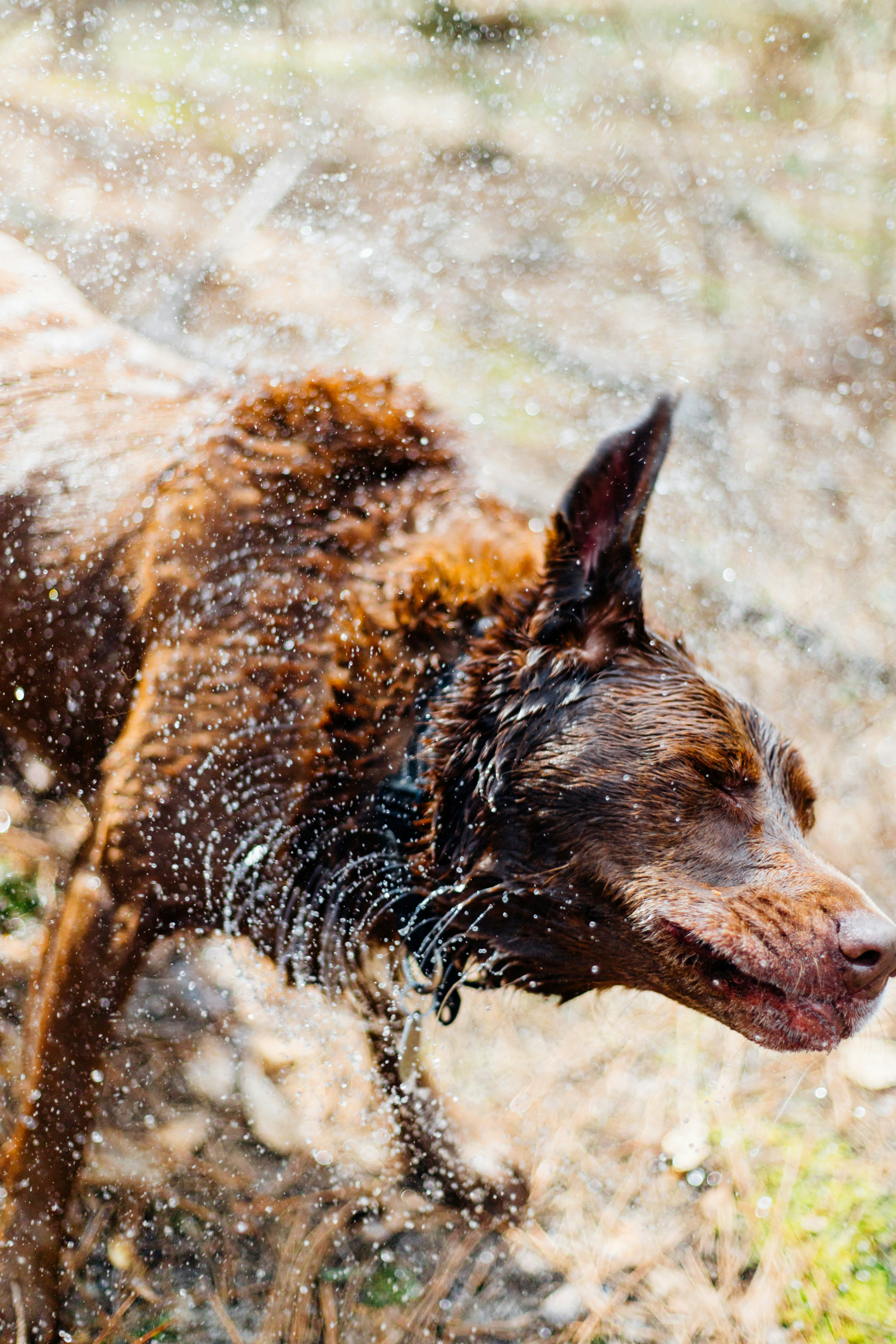 Mid-Shake in Sunlit Spray: A Brown Dog Moving Through Outdoor Water