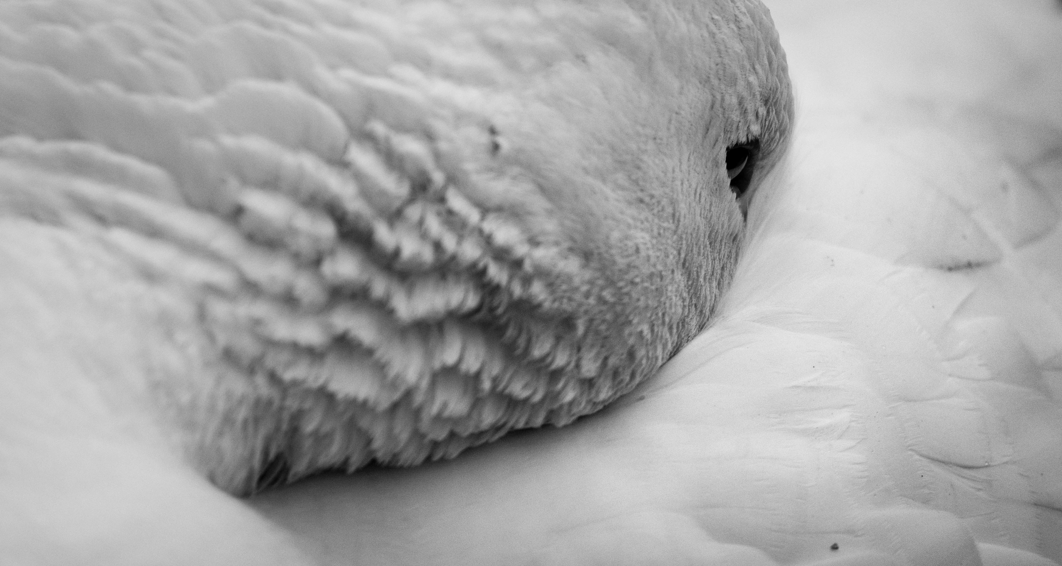 Close-up of a swan resting its head against its body, showcasing intricate feather textures in monochrome tones.