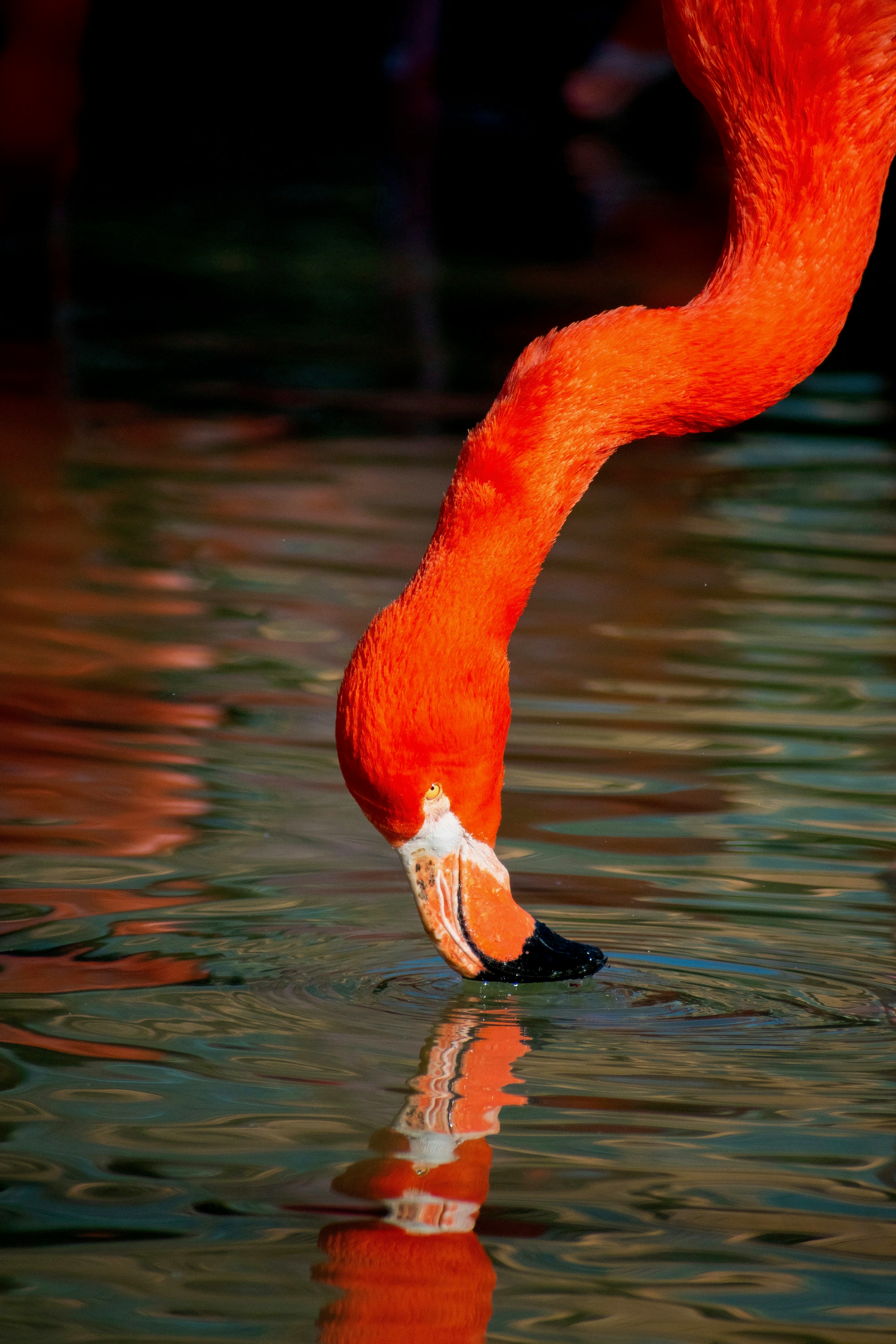 A vibrant flamingo gracefully dipping its beak into the water, creating ripples that enhance its colorful reflection.