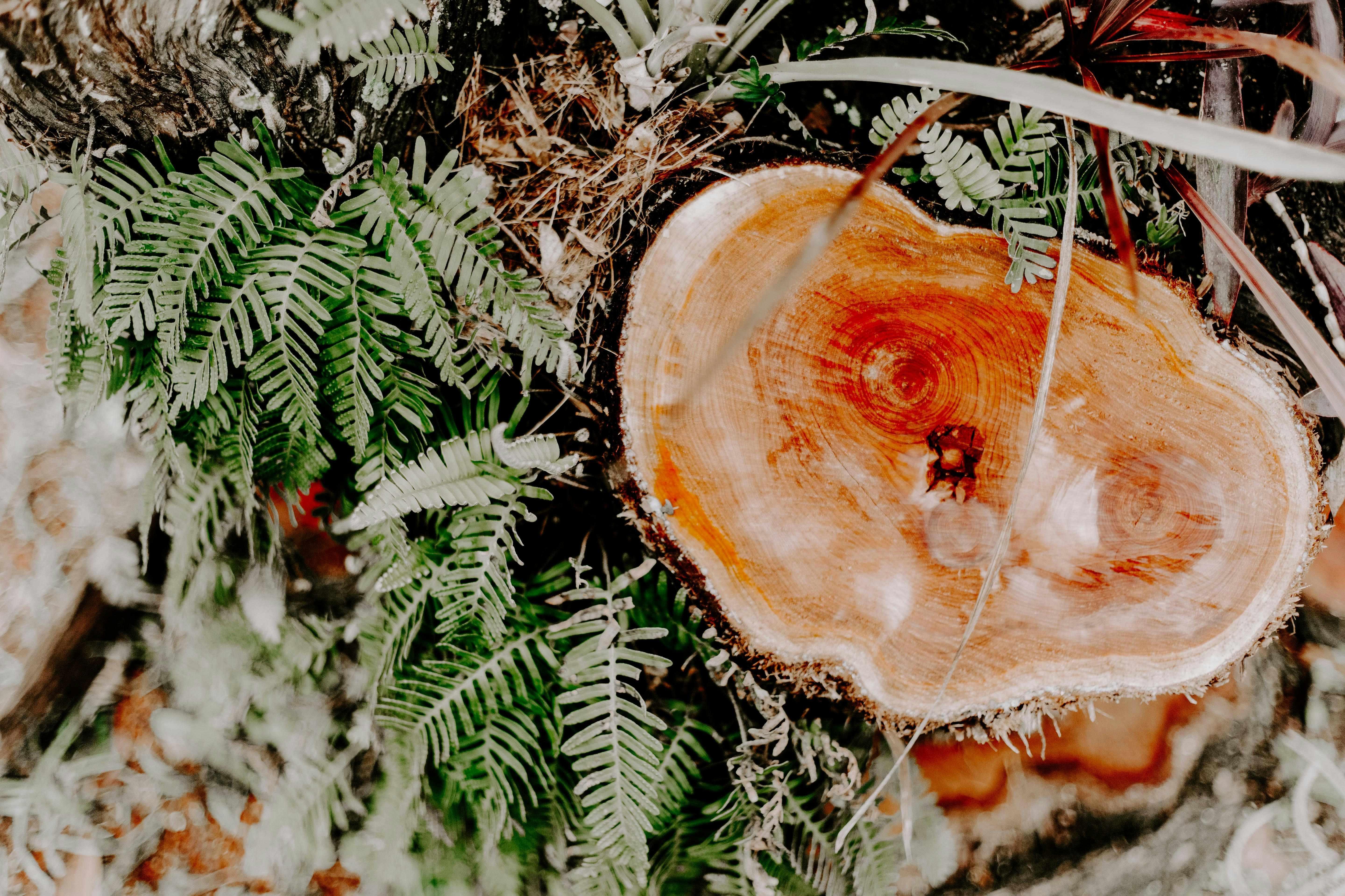 Fern-Frame: A Weathered Log Slice Illuminated by Forest Light