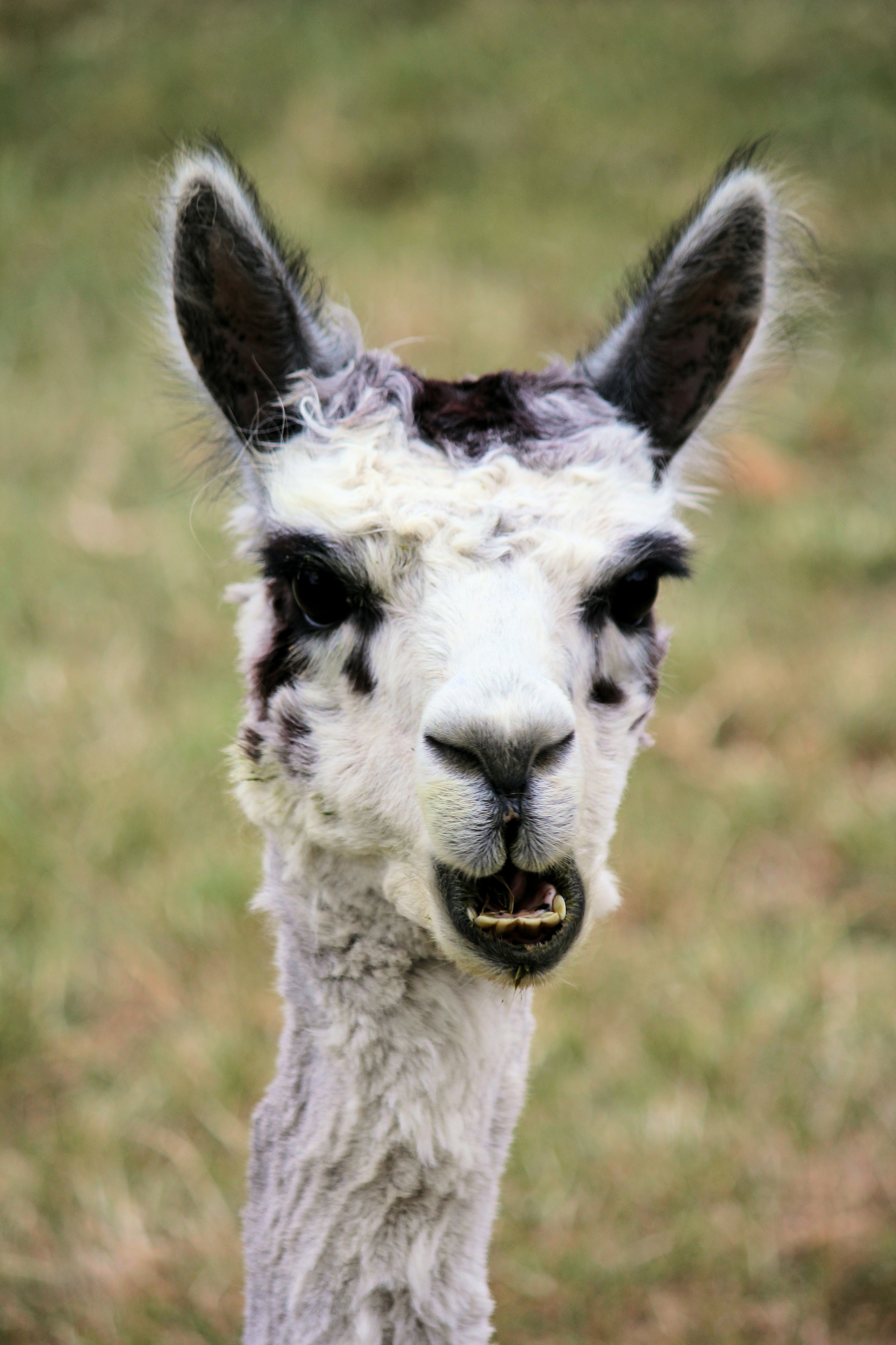 Lama portrait