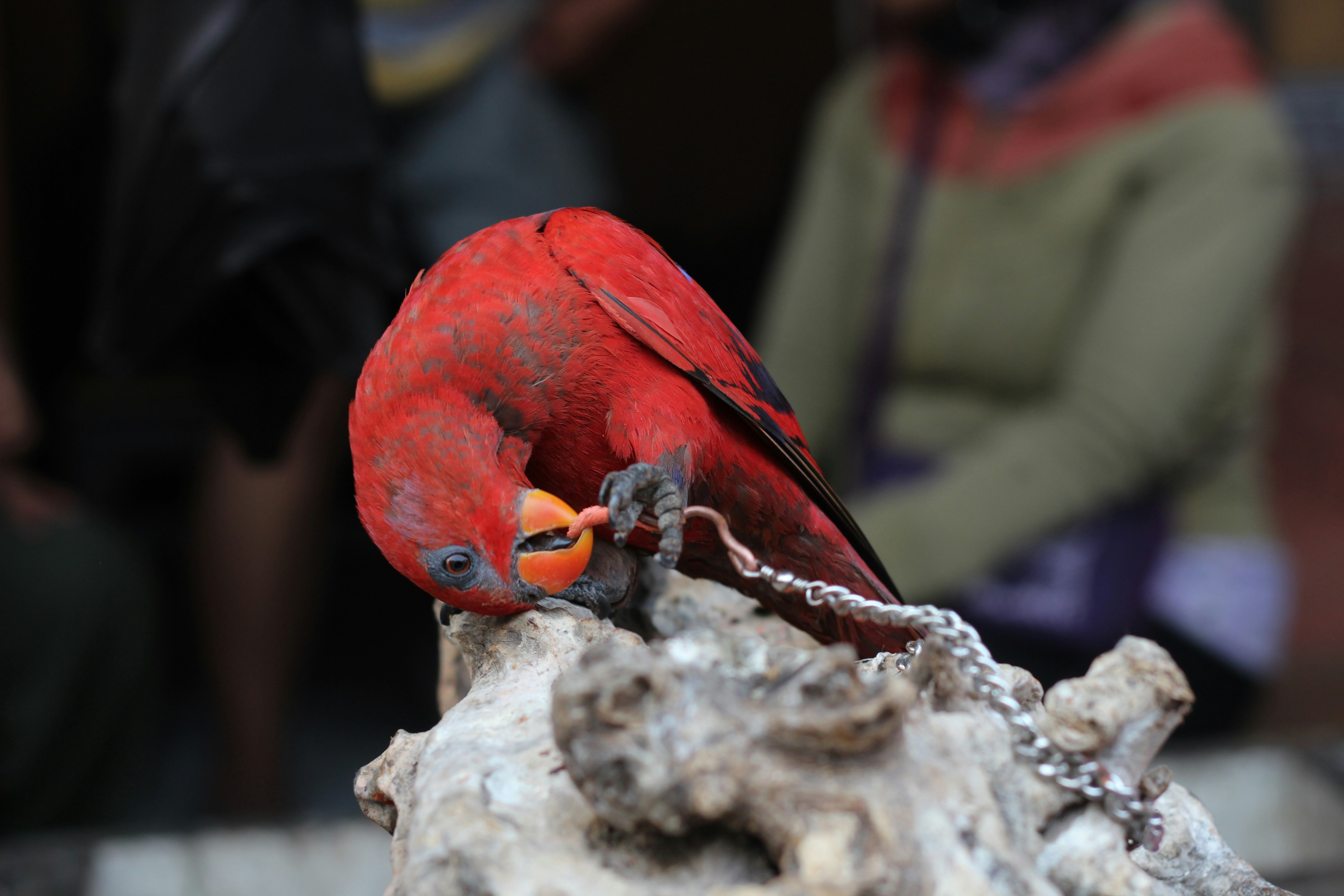 A vibrant red parrot explores a wooden perch, showcasing its striking colors and inquisitive nature against a blurred background of onlookers.