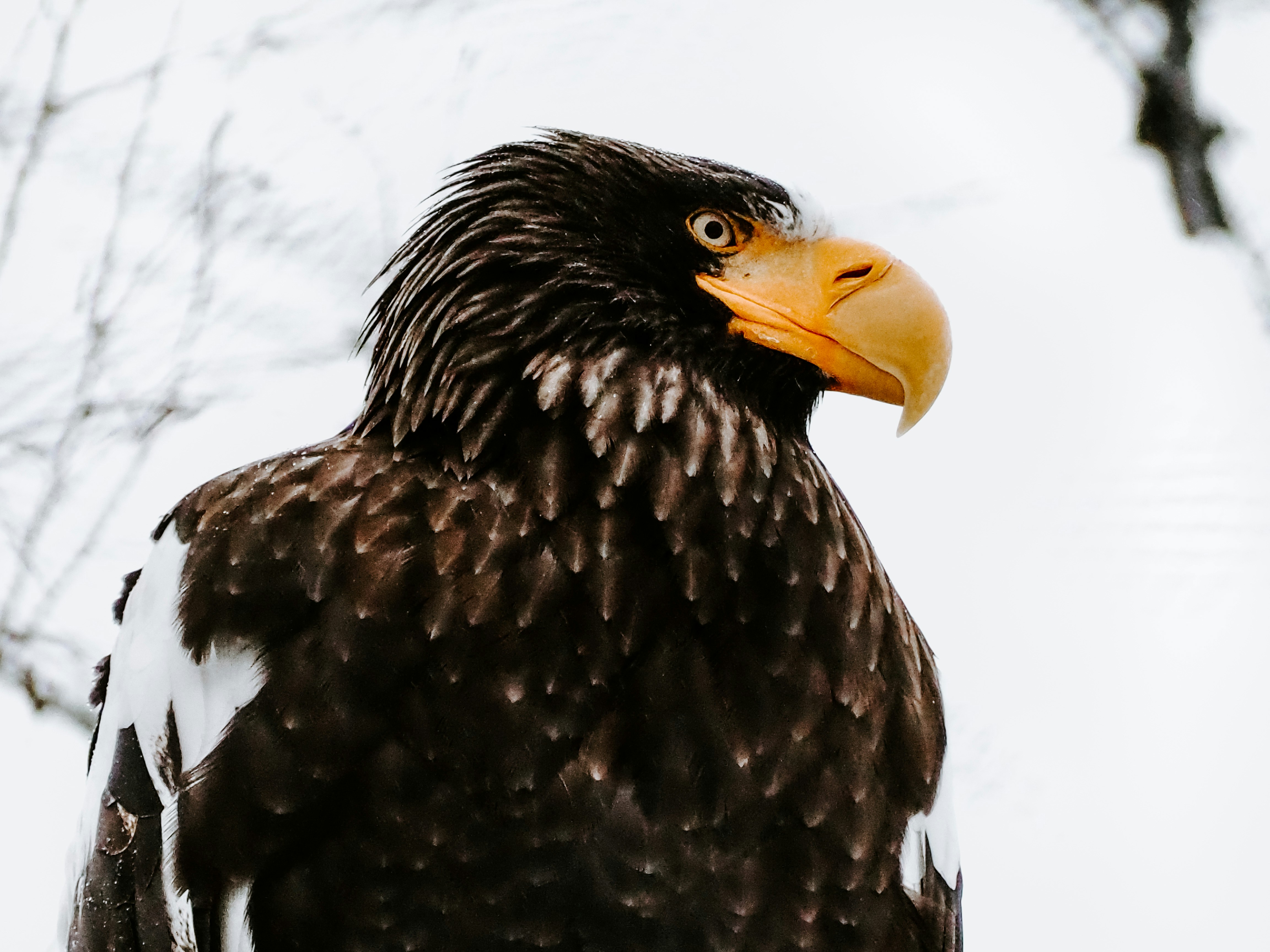 Close-up of a Steller's sea eagle perched against a soft, blurred background, showcasing its striking features and intense gaze.
