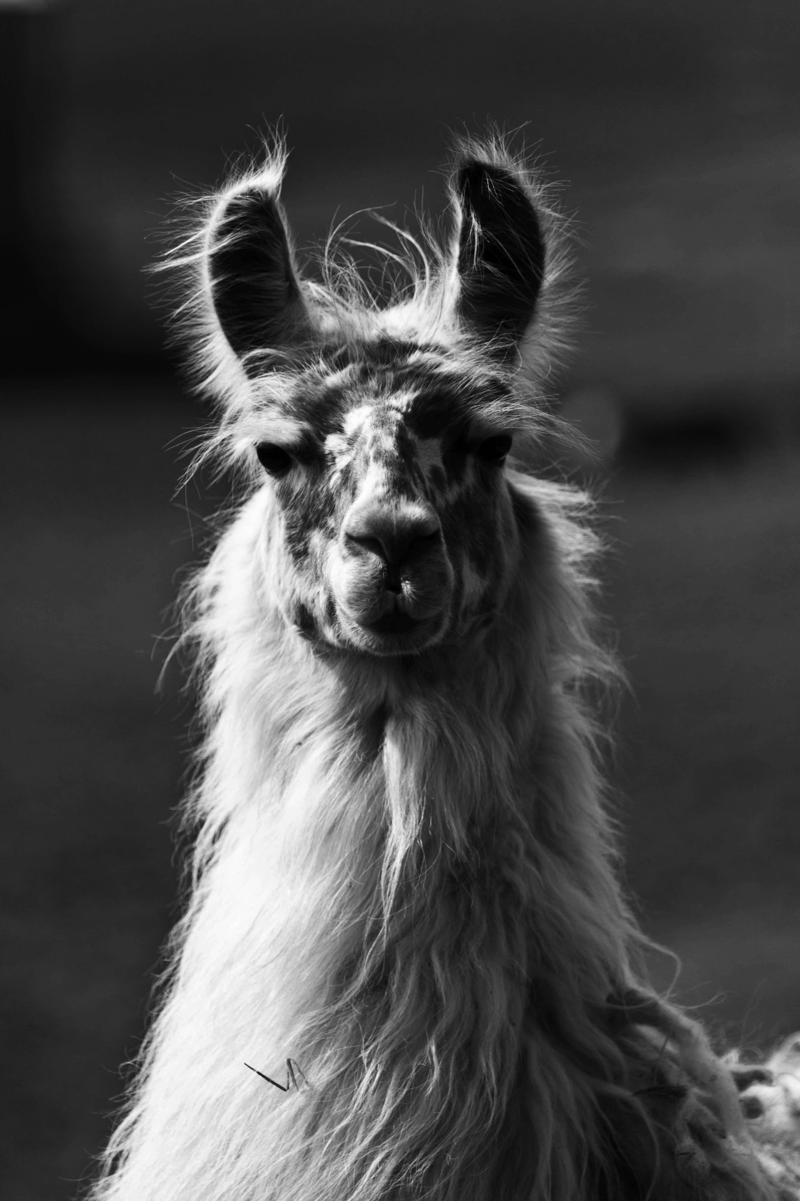 500+ Llama Pictures [HD] | Download Free Images on Unsplash