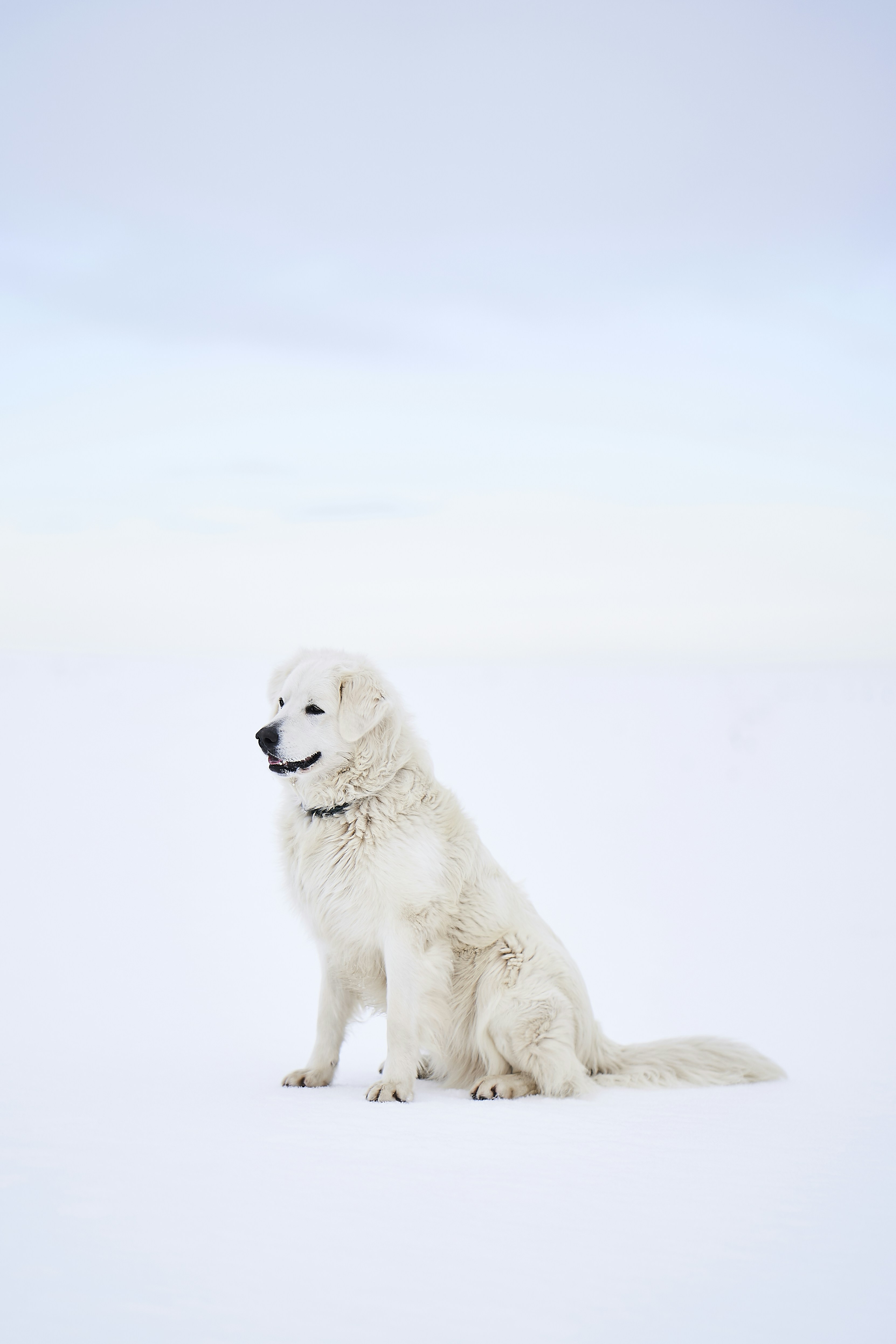 500+ White Dog Pictures [HD] | Download Free Images on Unsplash