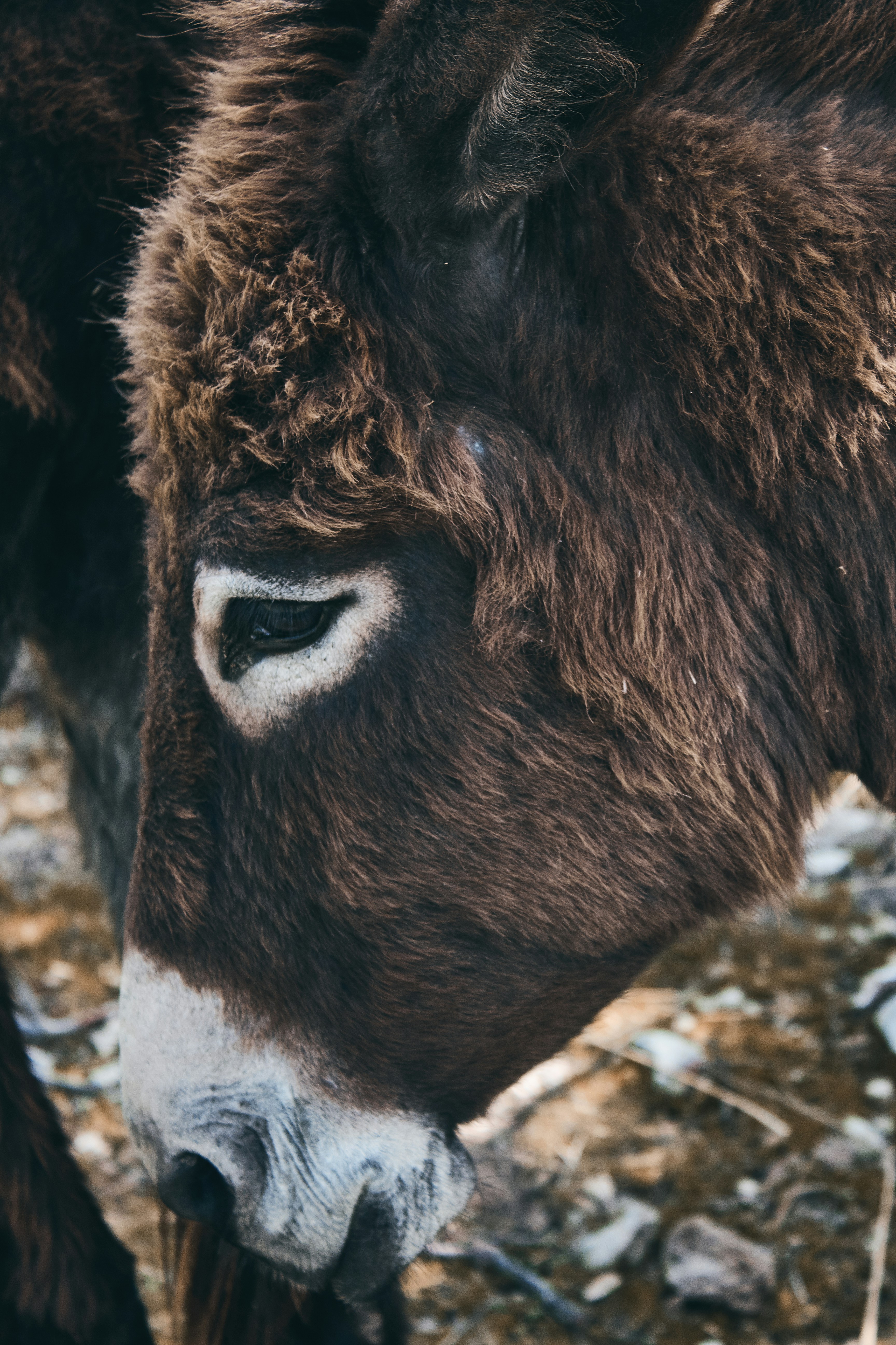 Foto Burro marrón – Imagen Animal gratis en Unsplash
