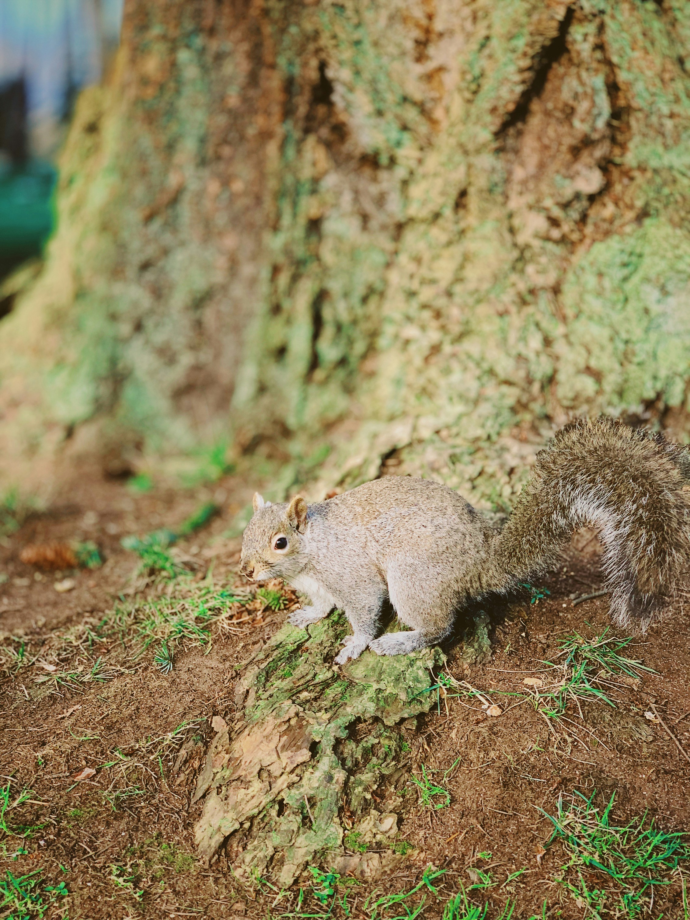 Whiskers Among the Roots