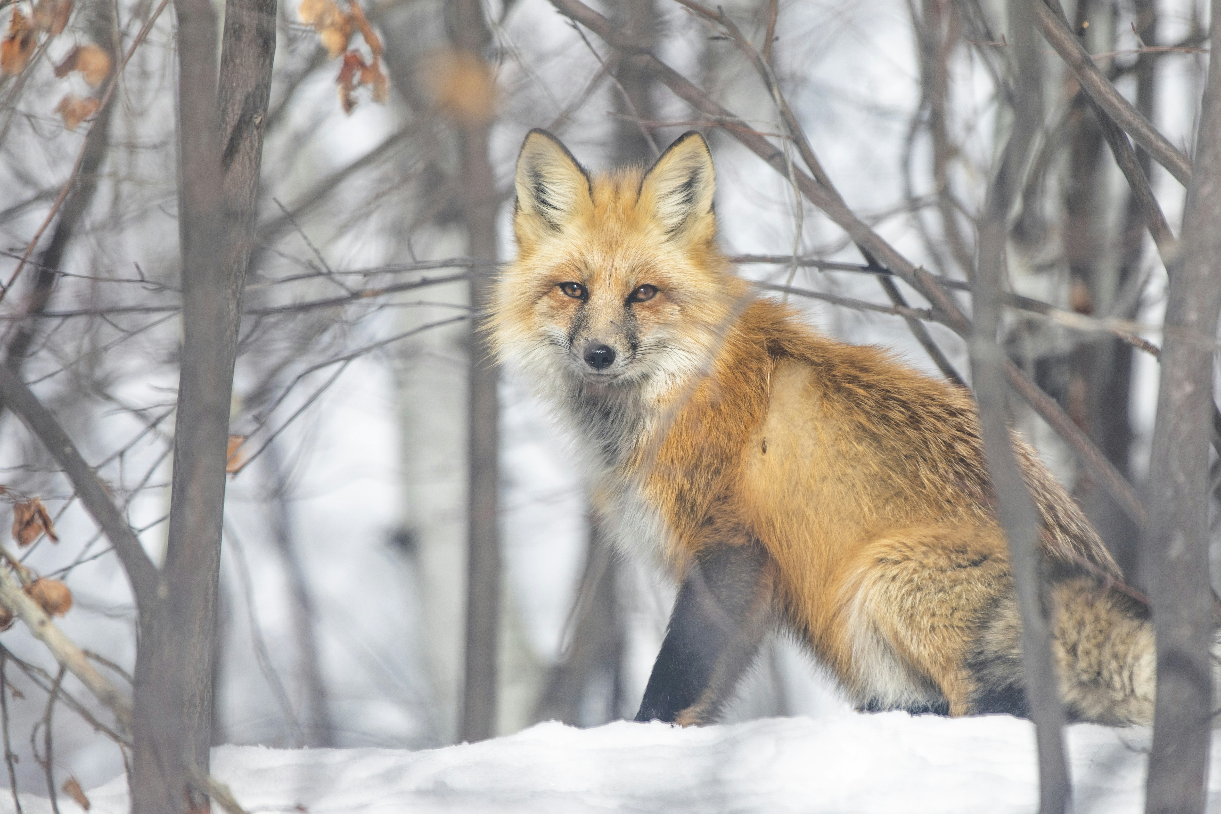 Red fox poised gracefully in a snowy landscape, surrounded by delicate branches. The serene winter setting highlights the fox's vibrant fur.