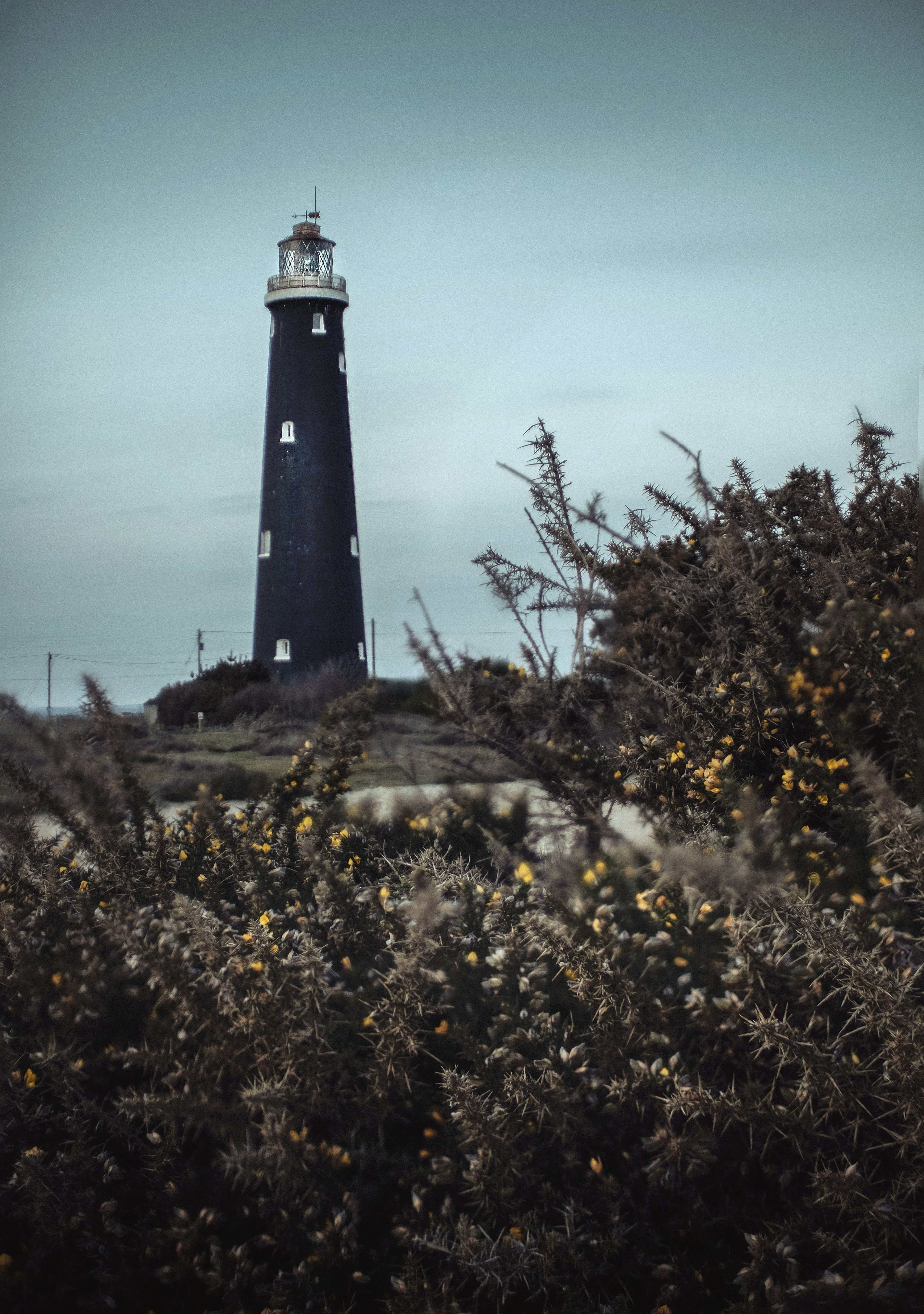 A tall lighthouse stands resilient against a moody sky, framed by wild foliage and blooms. The scene conveys a sense of solitude and tranquility.