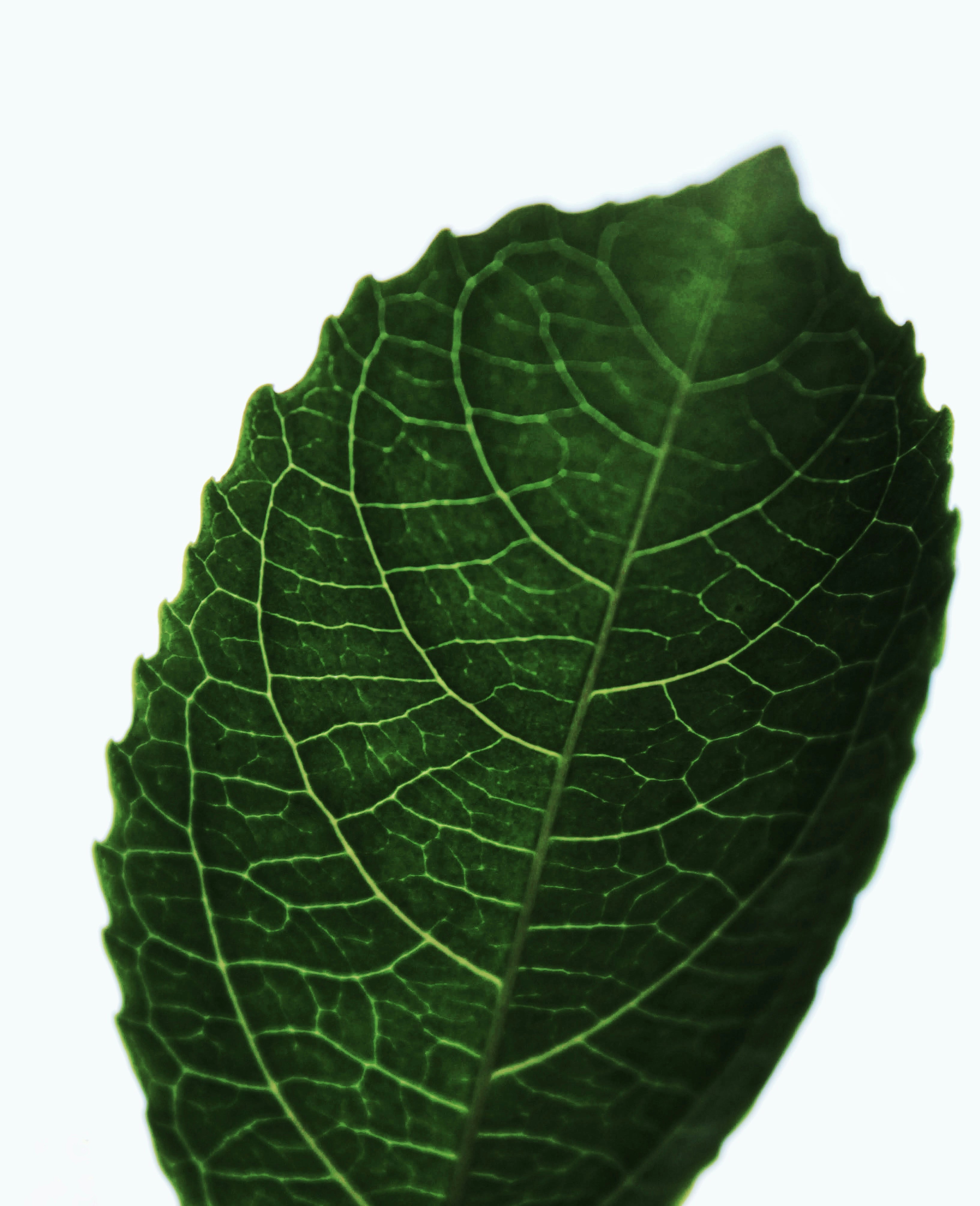 Close-up of a green leaf showcasing its intricate vein structure against a soft background.