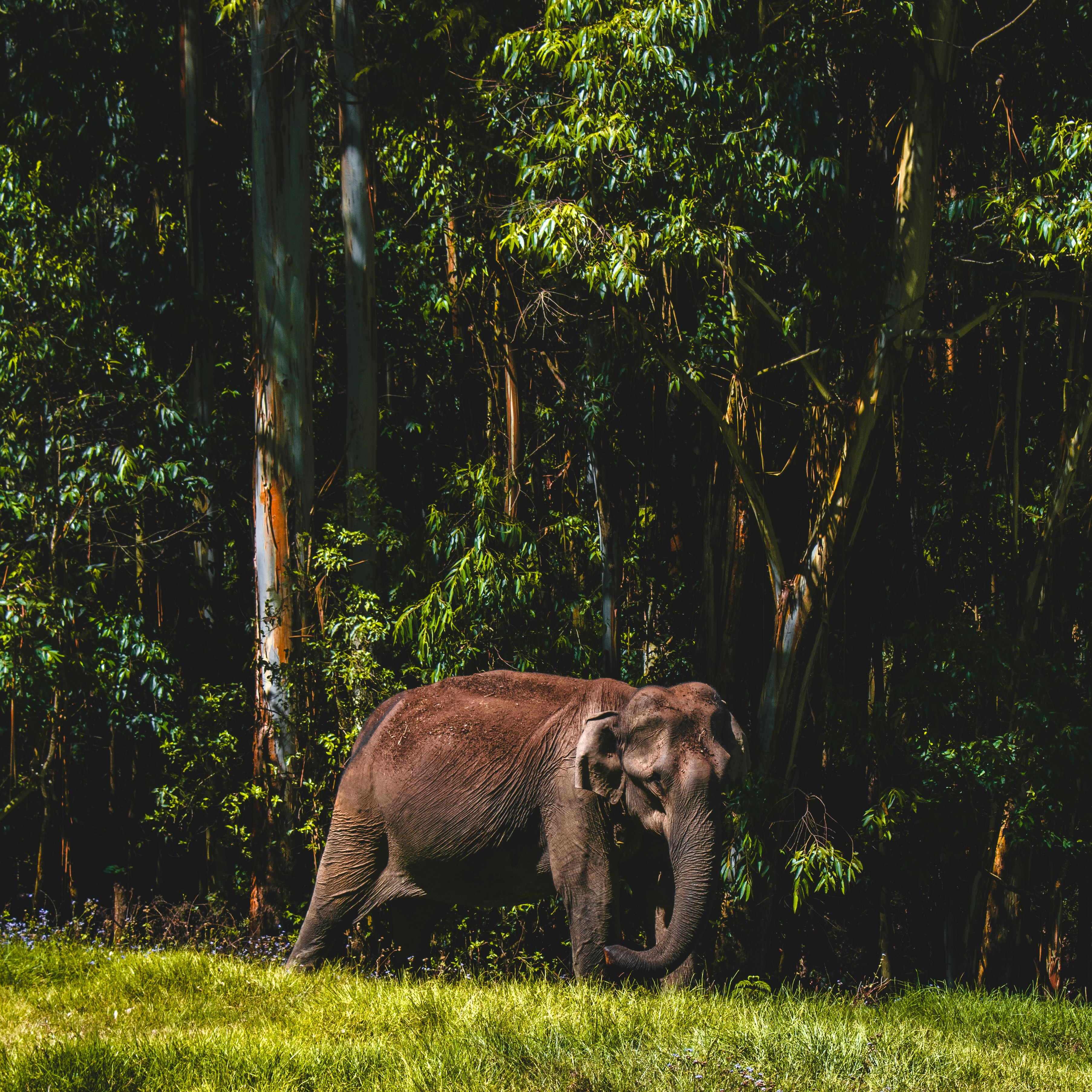An elephant peacefully grazing in a lush green setting surrounded by tall eucalyptus trees.