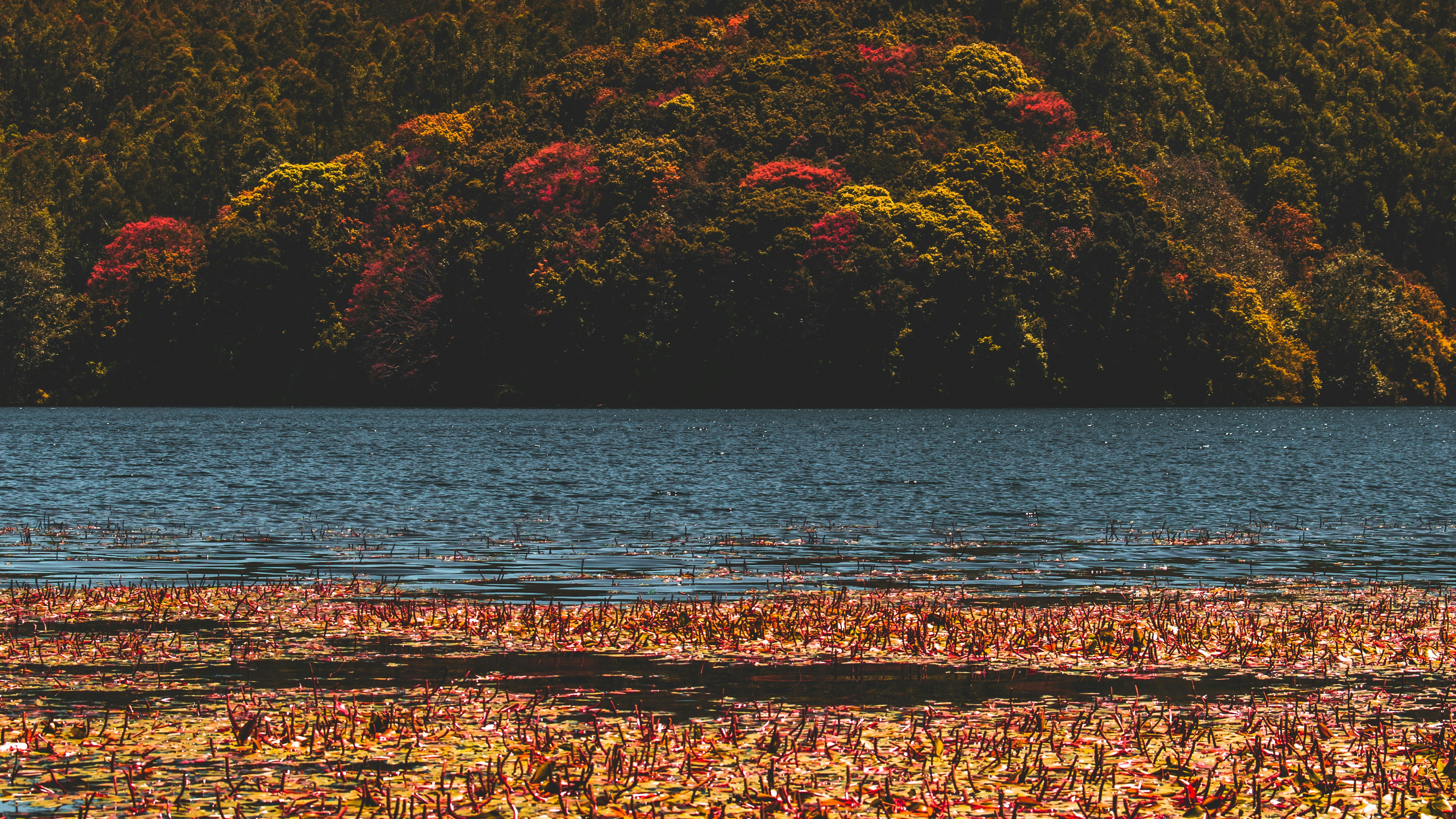 Vibrant autumn foliage surrounds a serene lake, with lily pads floating in the foreground. The colorful trees reflect beautifully on the water's surface.