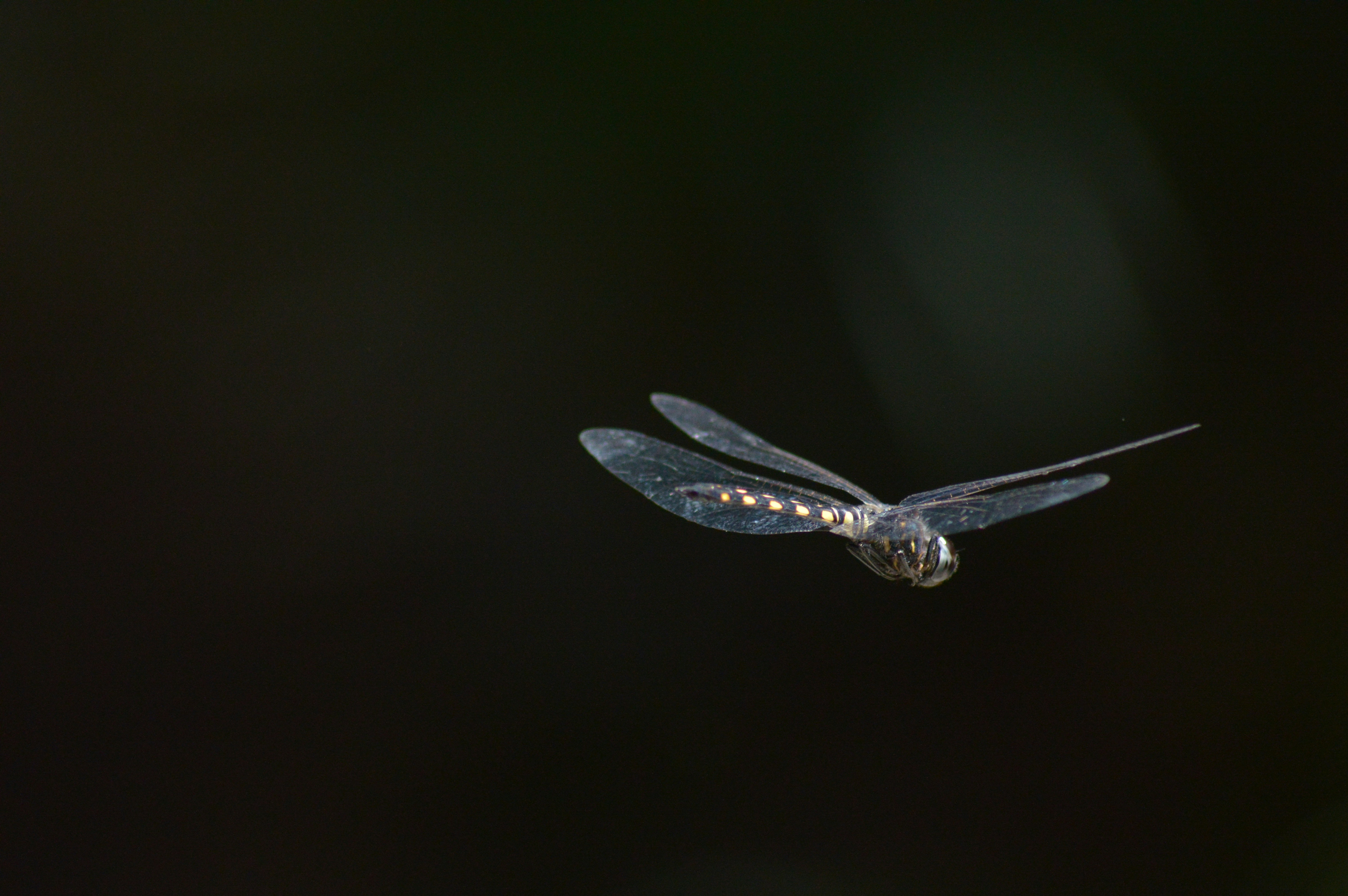 Libélula volando foto – Imagen de Gris gratuita en Unsplash