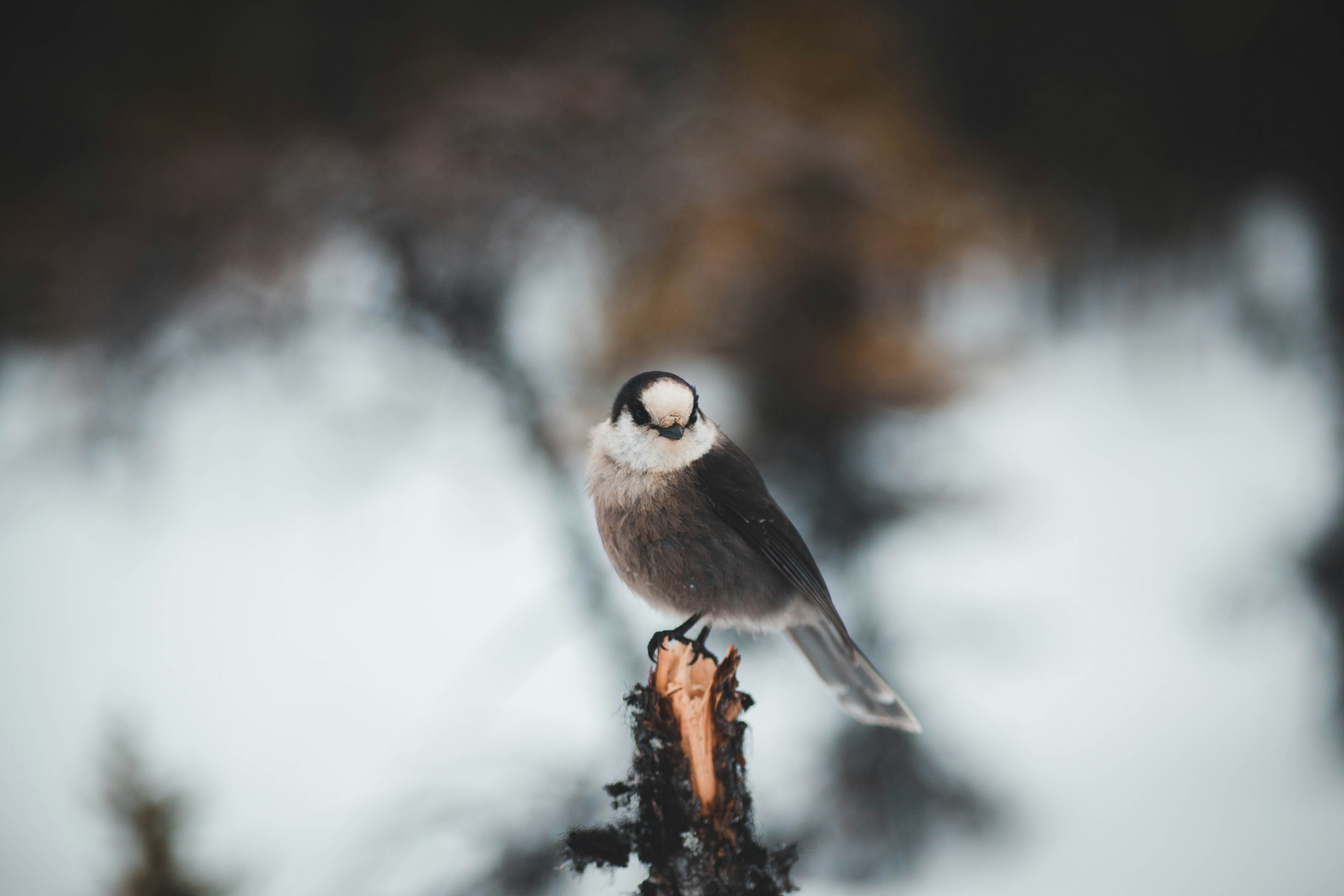 black small beaked bird on tree