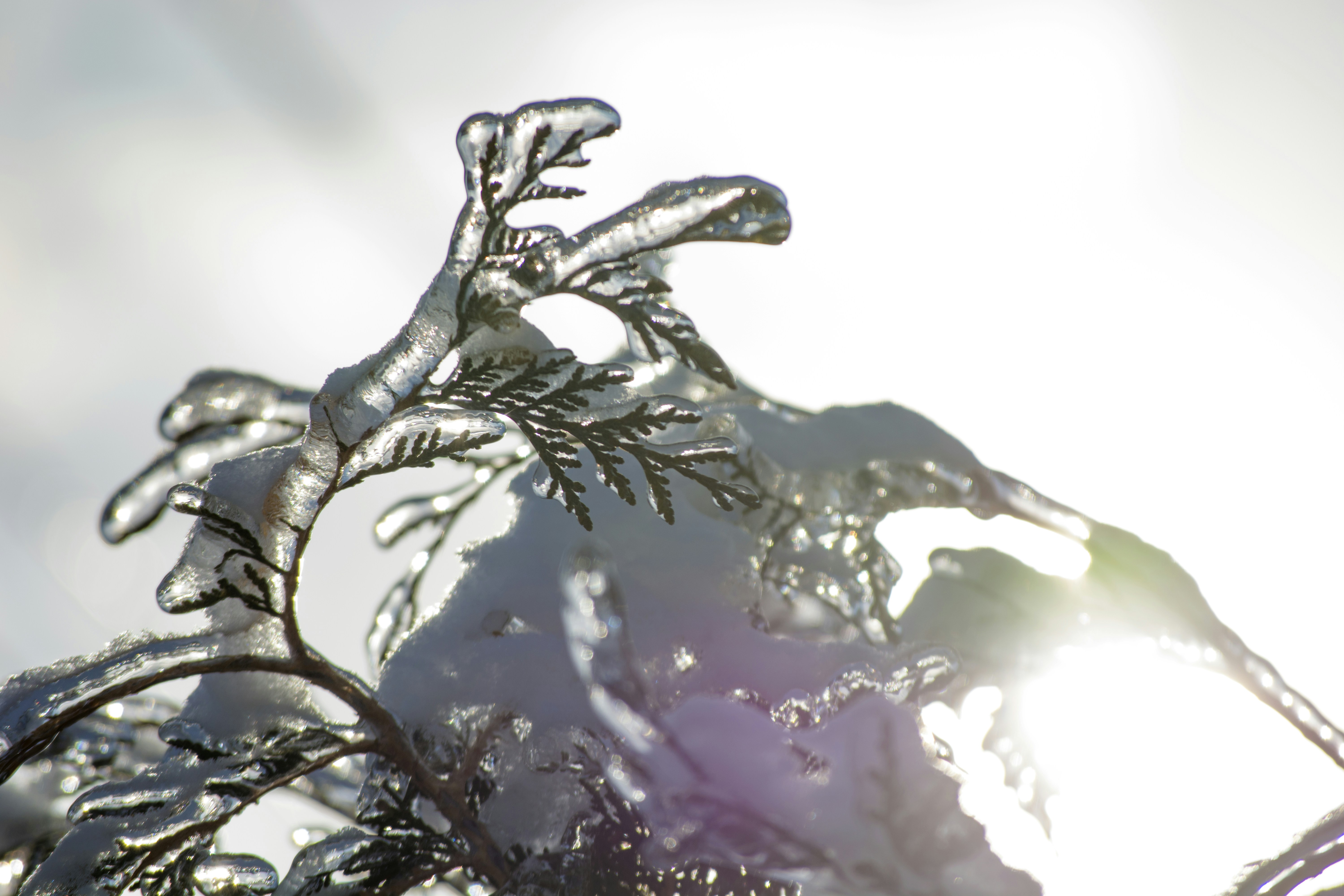 Sun-Washed Frostwork: frost-etched fern bathed in backlight