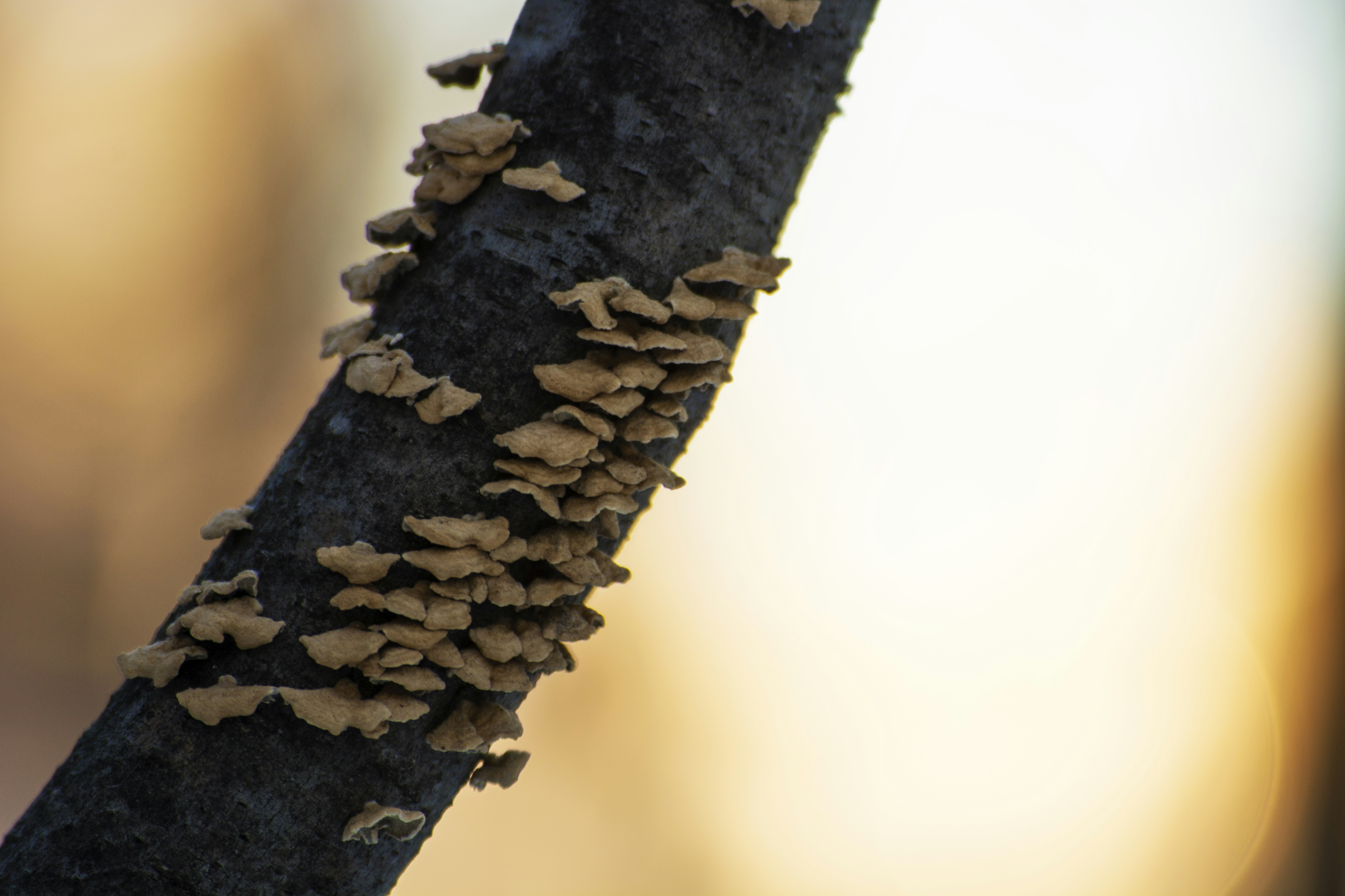 Cluster of fungi growing on a tree trunk, illuminated by soft golden light in the background.