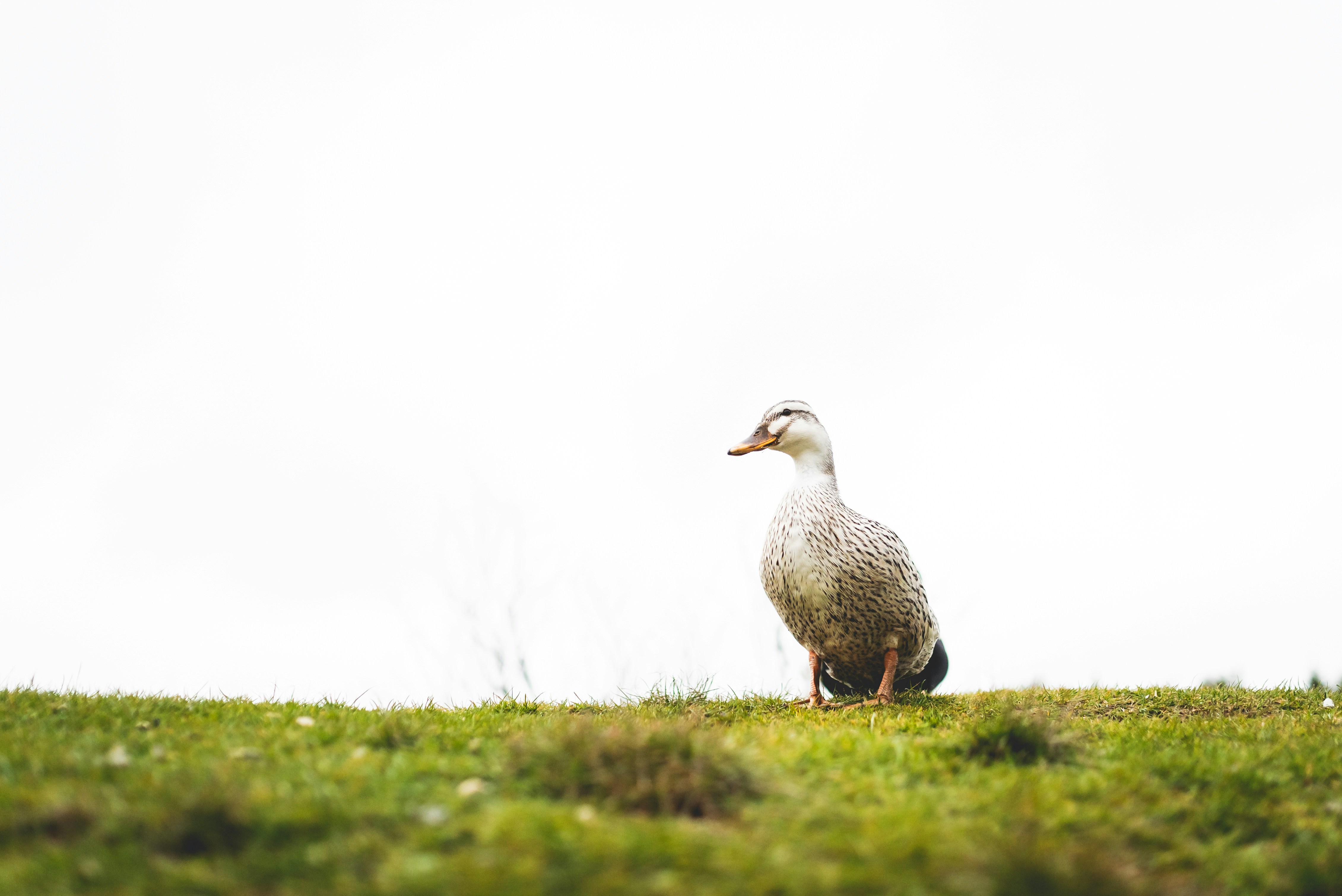 White and gray duck during daytime photo – Free Animal Image on Unsplash