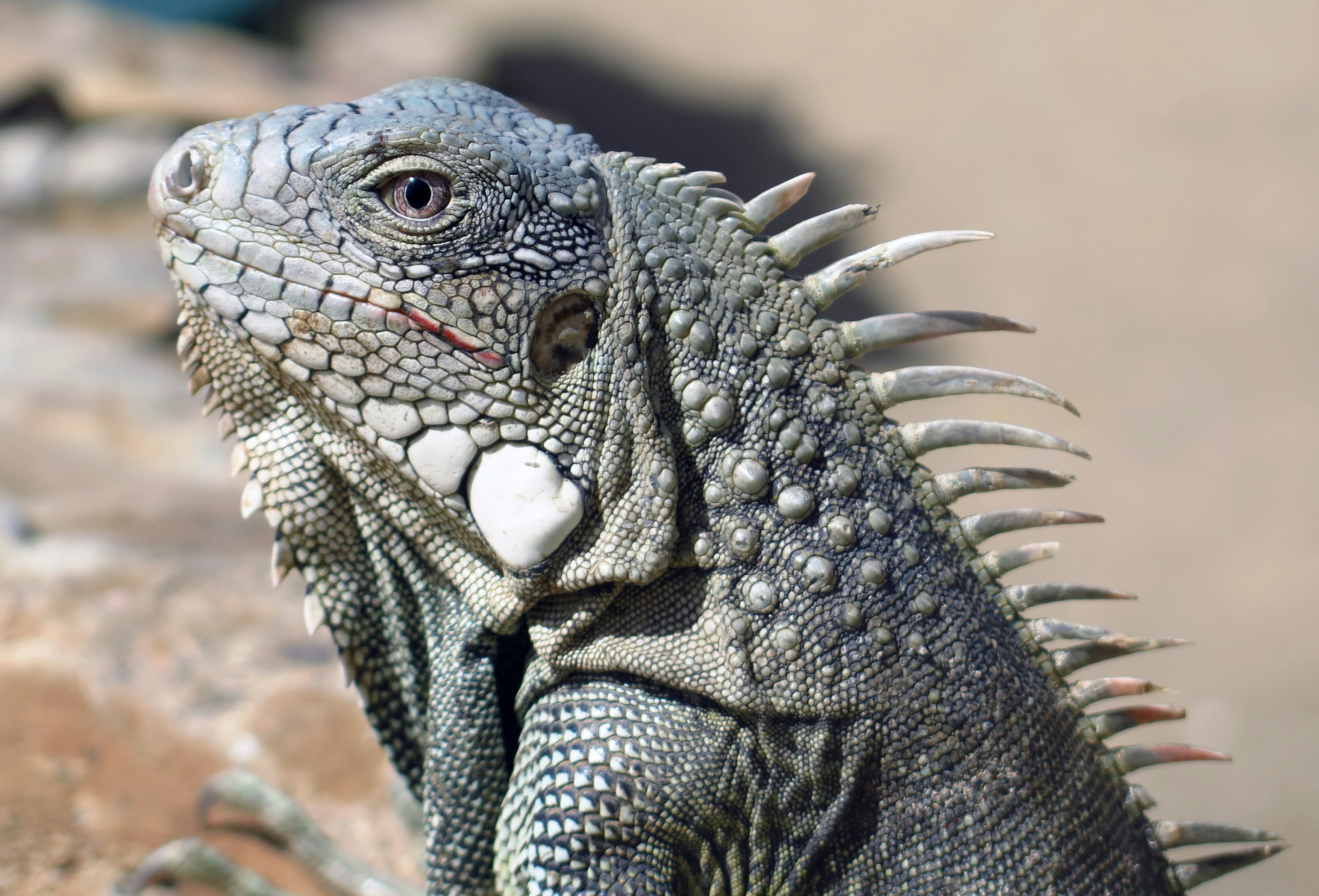 Close-up of an iguana showcasing its textured skin and distinctive features against a blurred background.