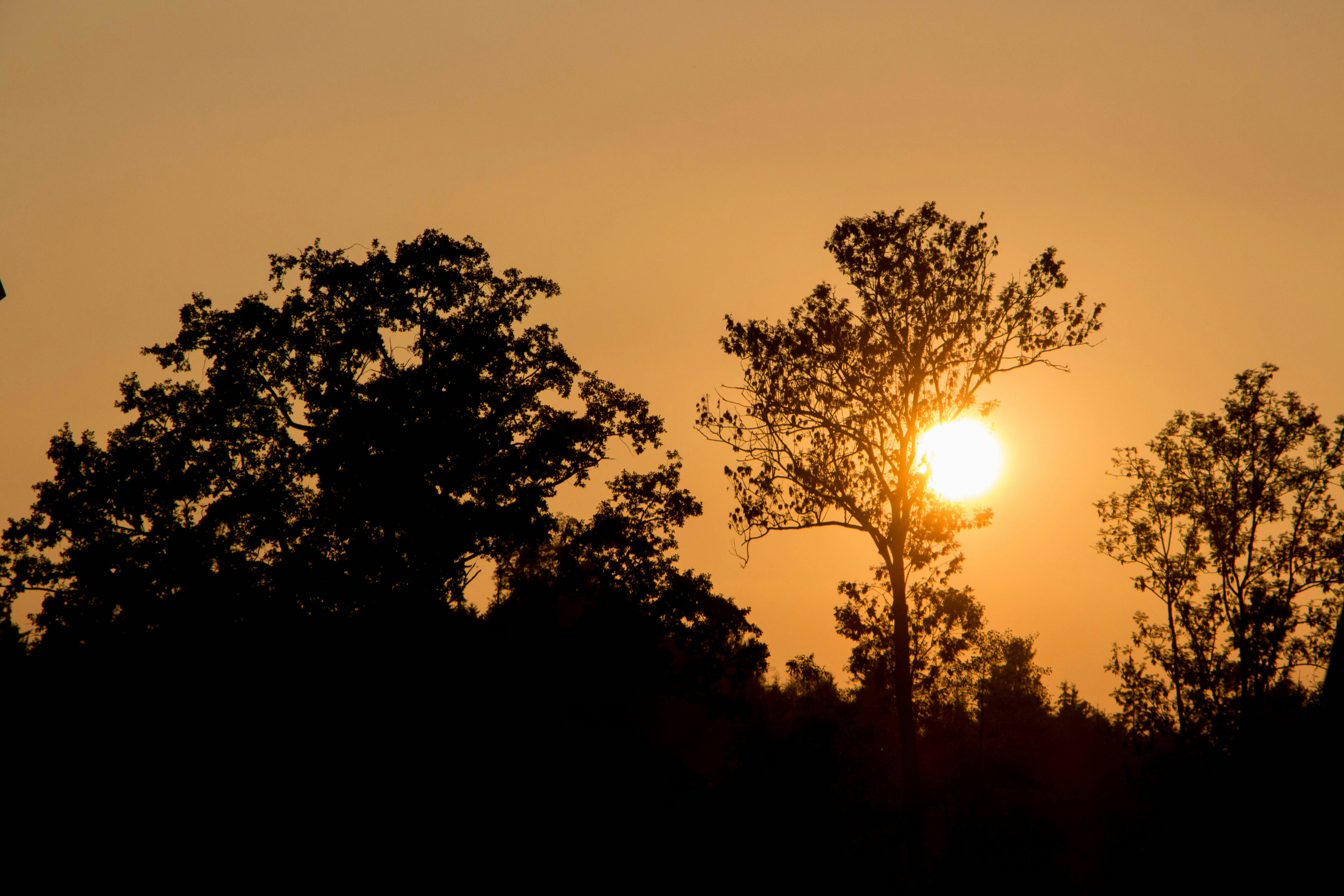 Trees during sunset photo – Free Märwil Image on Unsplash