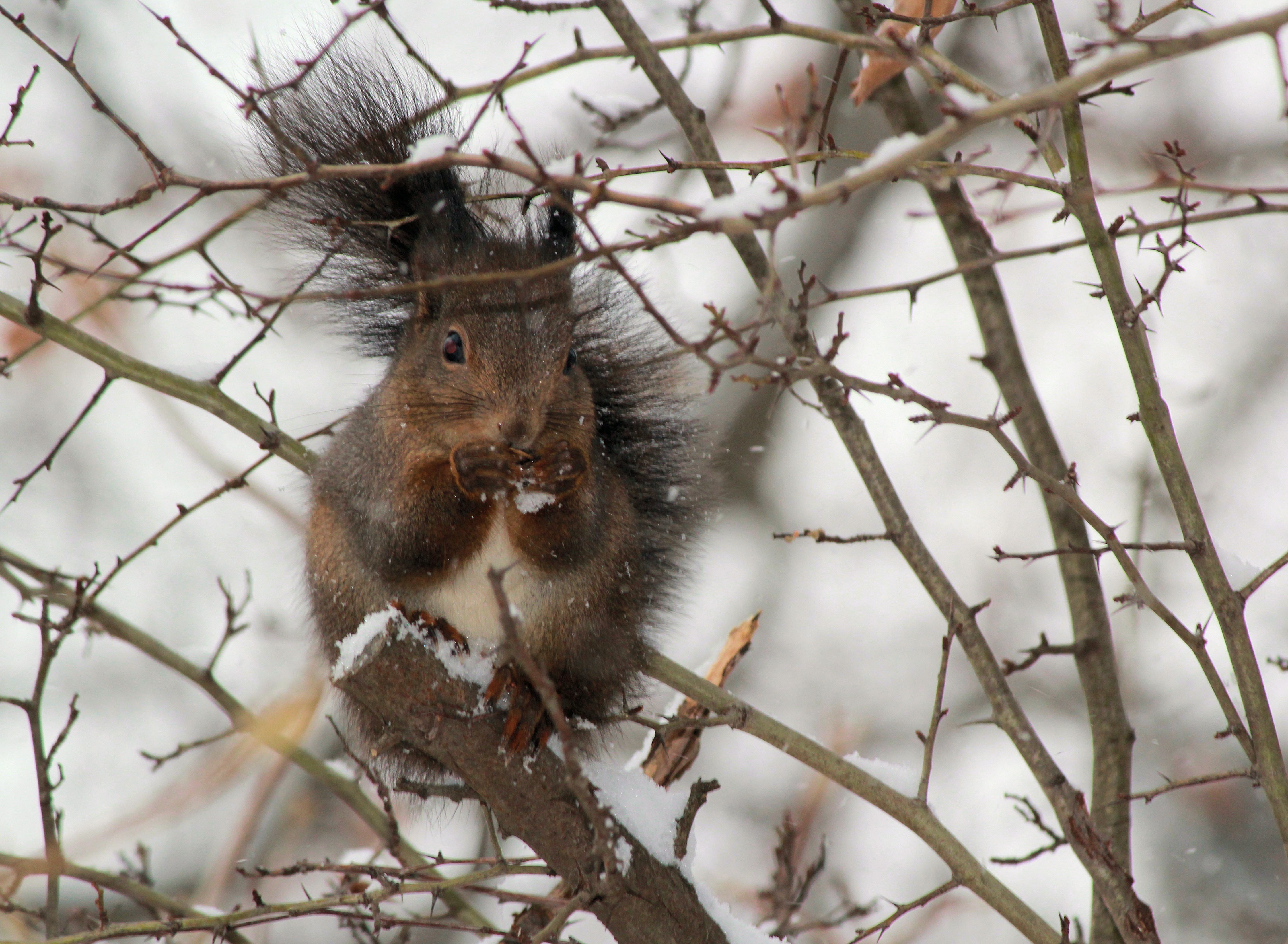A squirrel perched on a branch, nibbling on food while surrounded by delicate, snow-laden twigs.