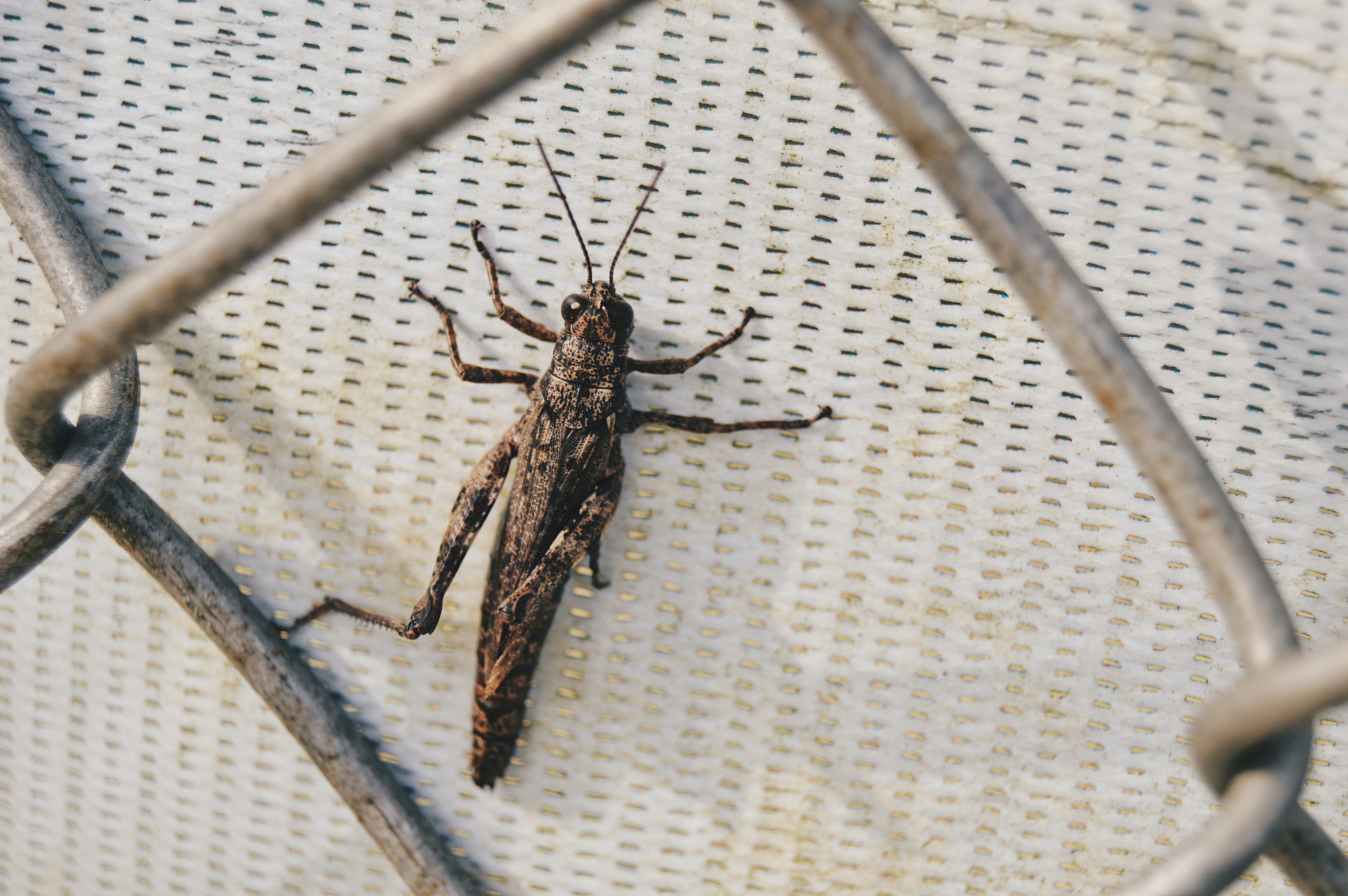 Between Grids: A Brown Moth Pauses on a Sunlit Cloth