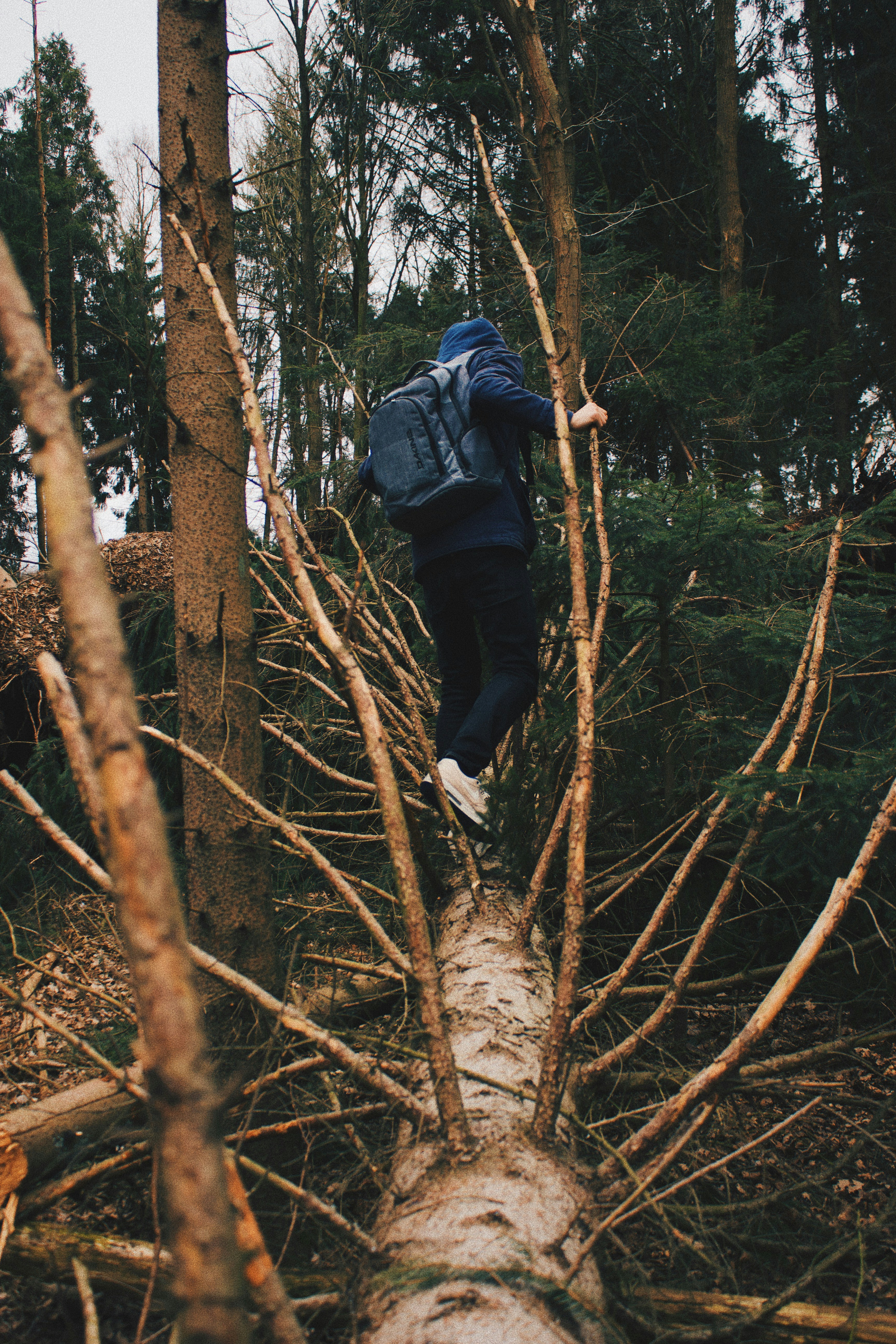 Forest Man Pictures | Download Free Images on Unsplash