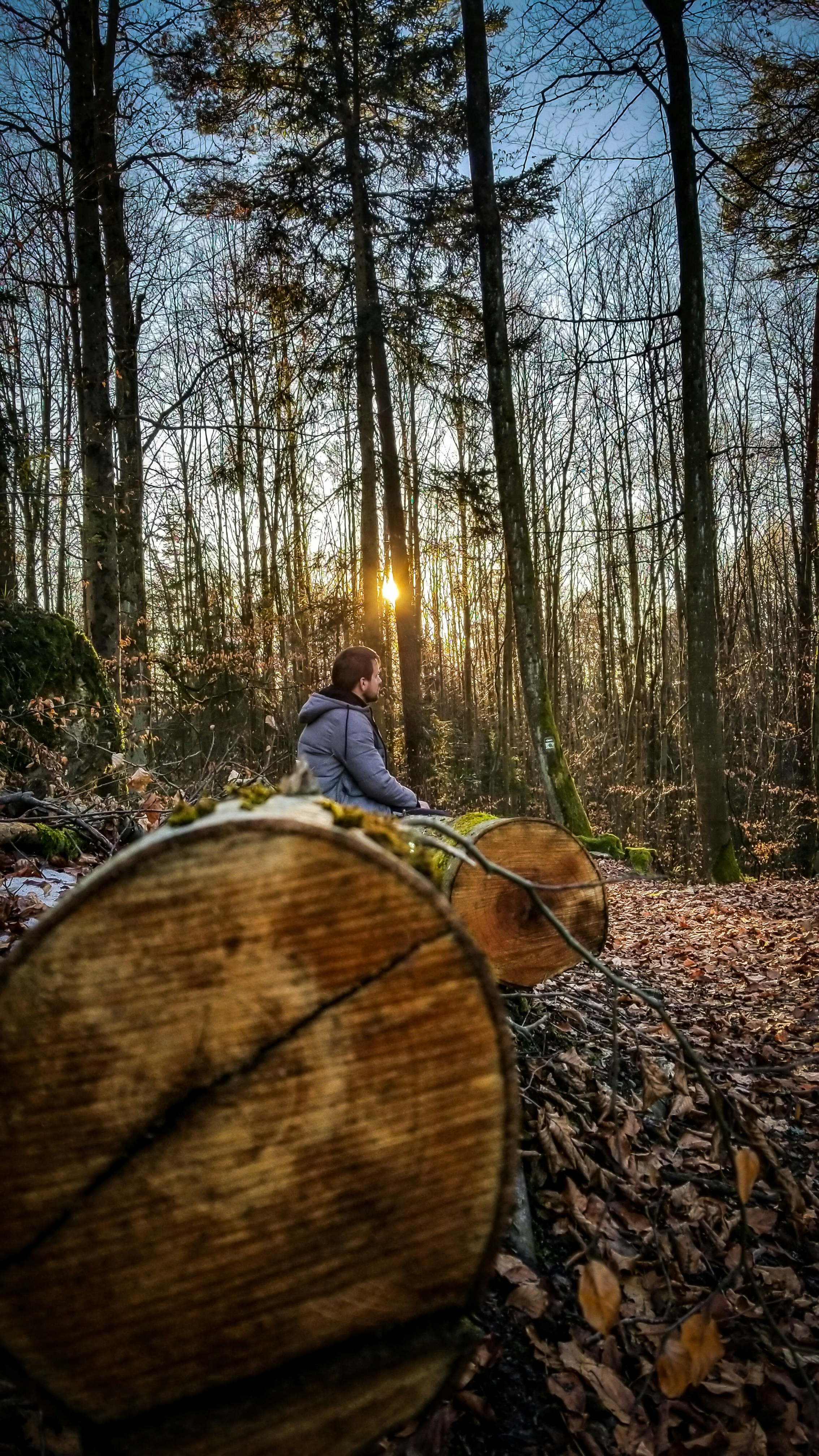 Sunlit Respite: A lone hiker amid fallen timber in a quiet woodland